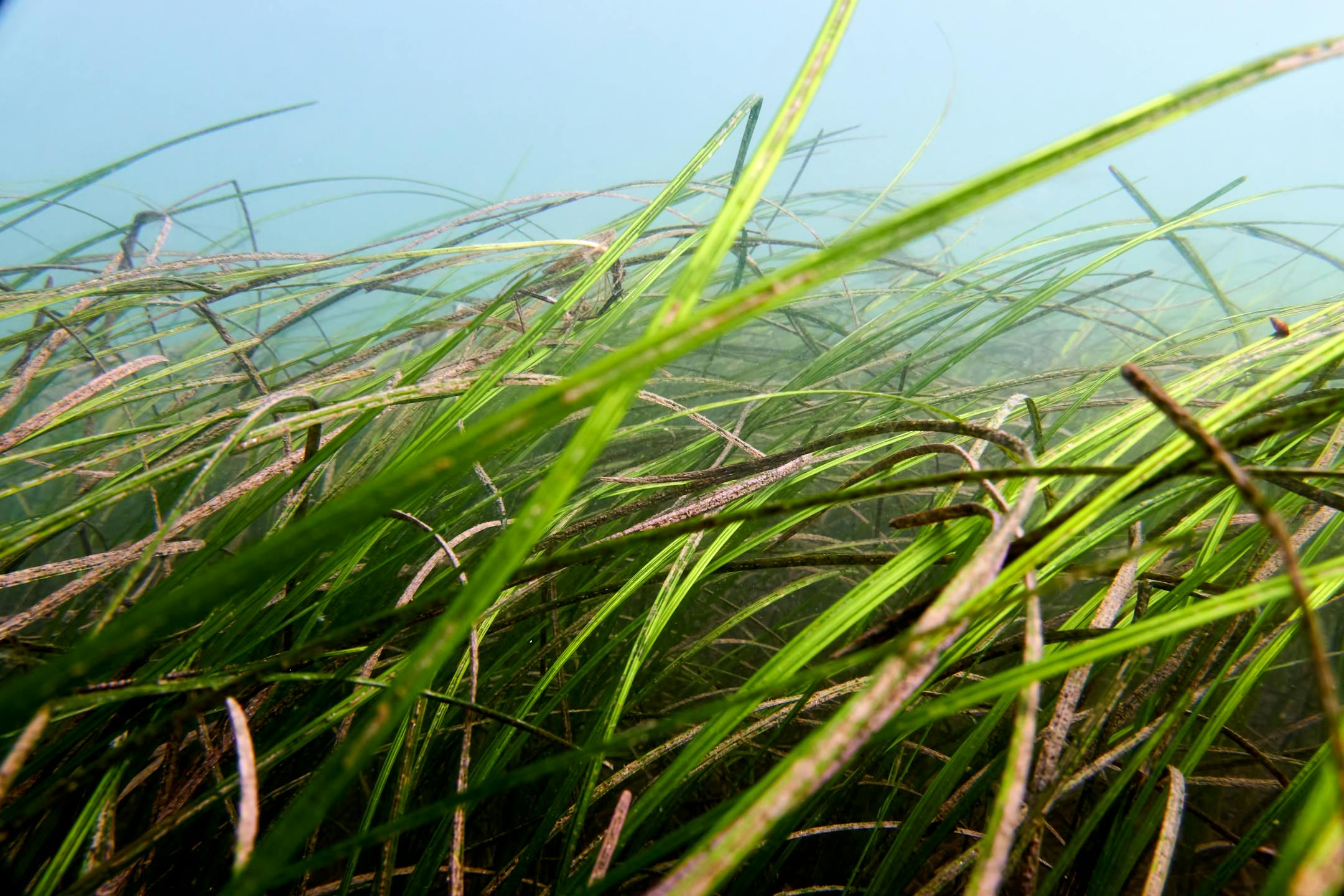 Can you forage and eat weeds from Minnesota lakes?