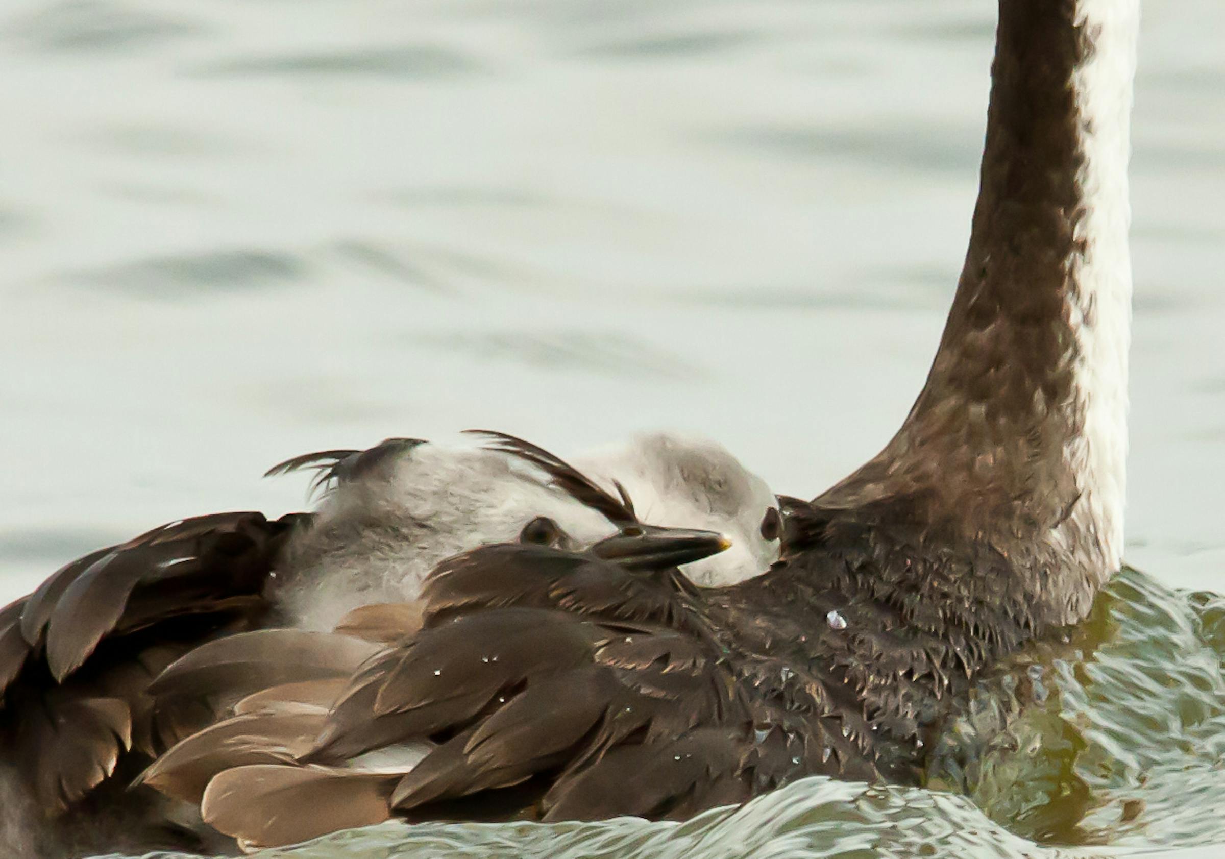 Greeting the grebes of Minnesota