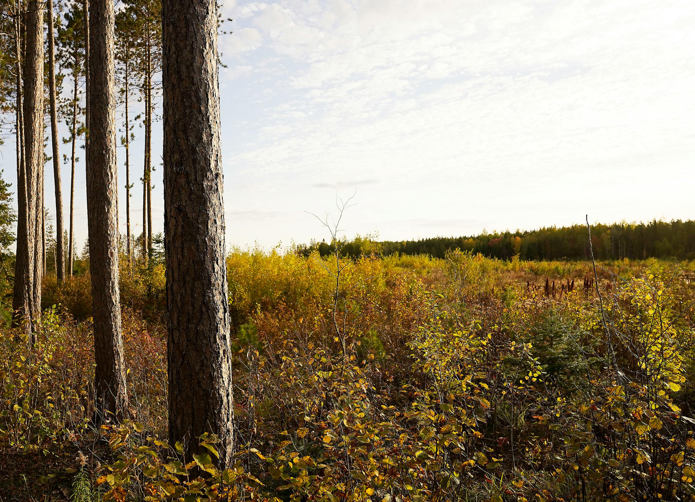 U.S. Fish and Wildlife Service steps in at DNR to resolve acrimony over ...
