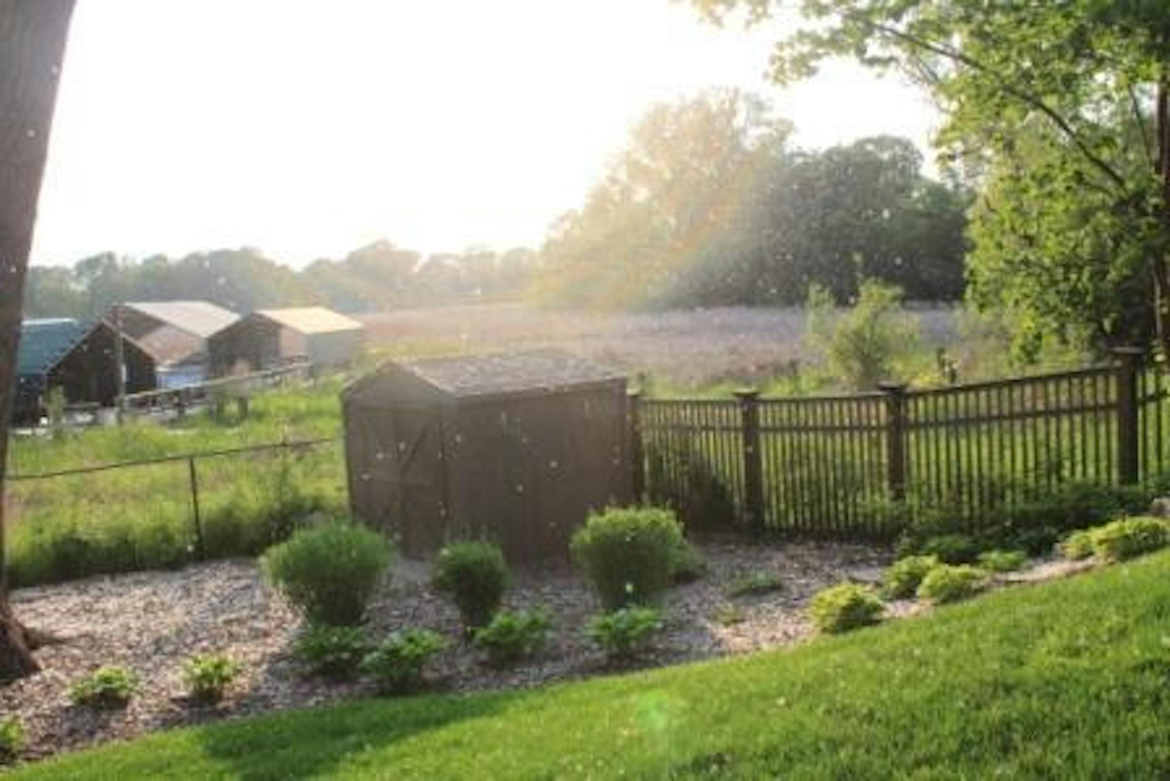 Rotten Cotton: My Love/Hate Affair with the Cottonwood Tree