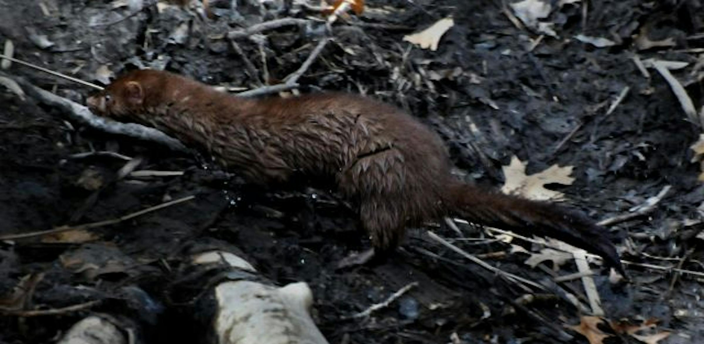 Activists release hundreds of mink from ranch in southeastern Minnesota
