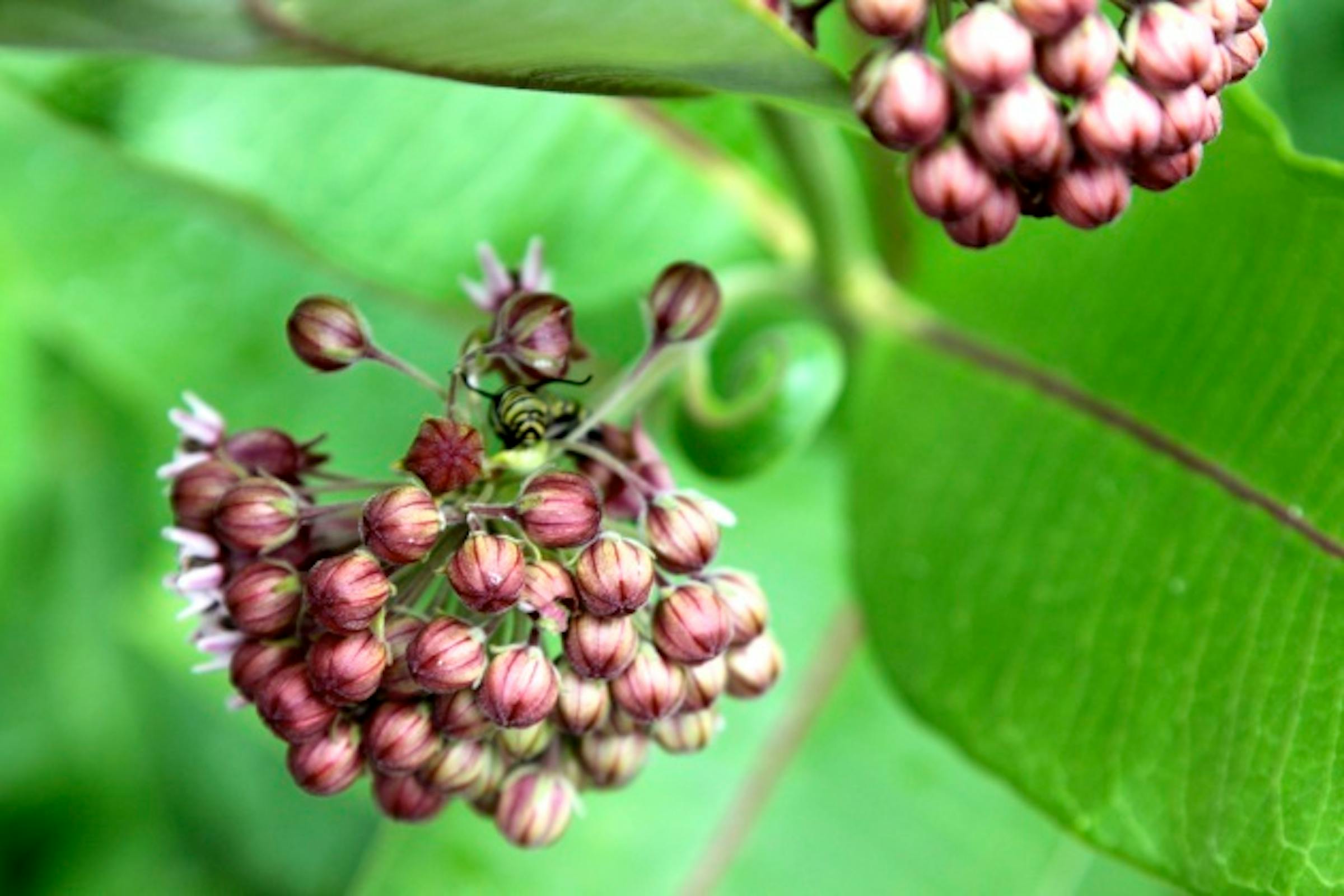 When Chewed Up Plants Are a Good Thing
