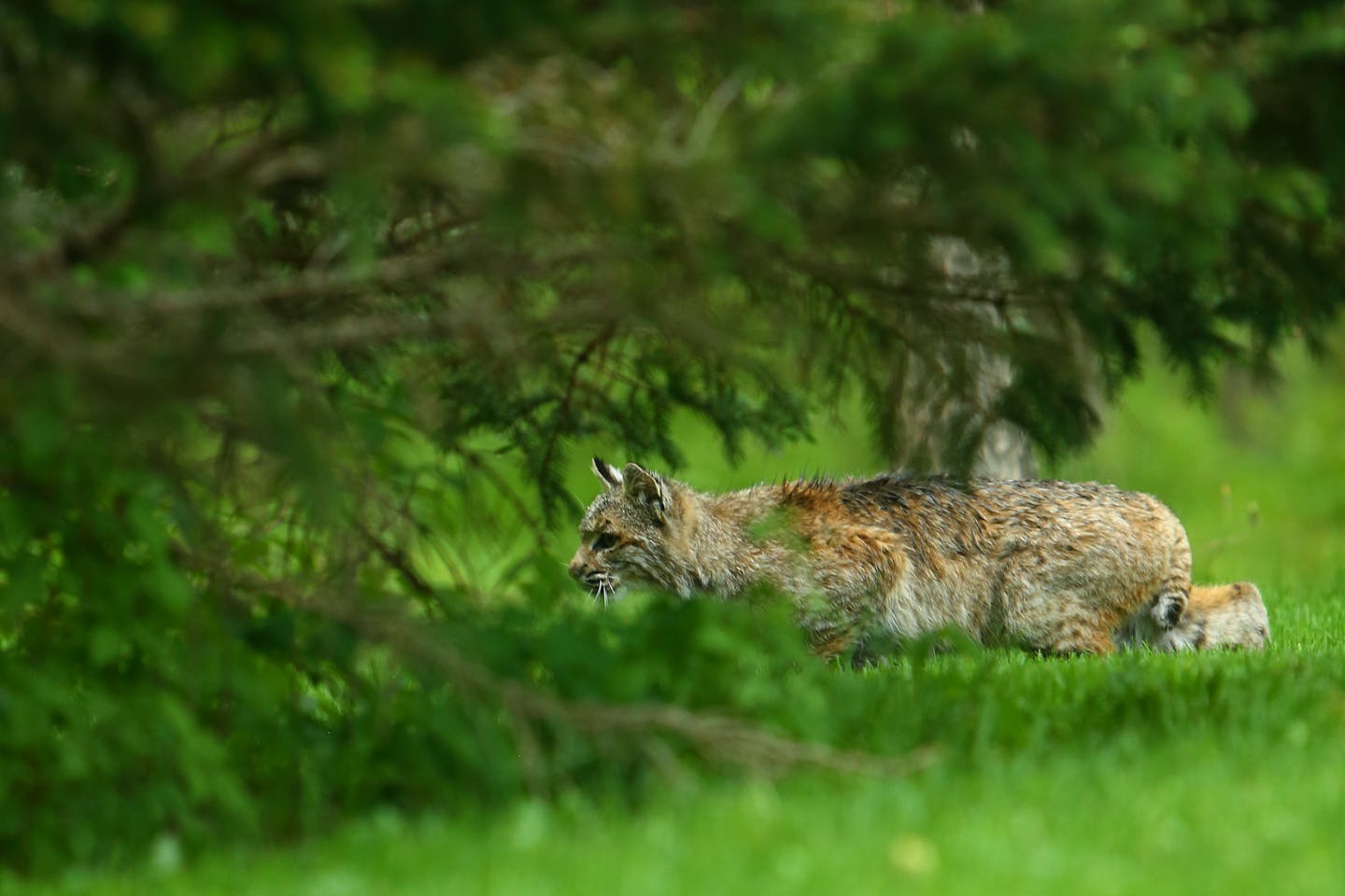 Minnesota photographer Mark Lewer gets shot of a lifetime of elusive bobcat