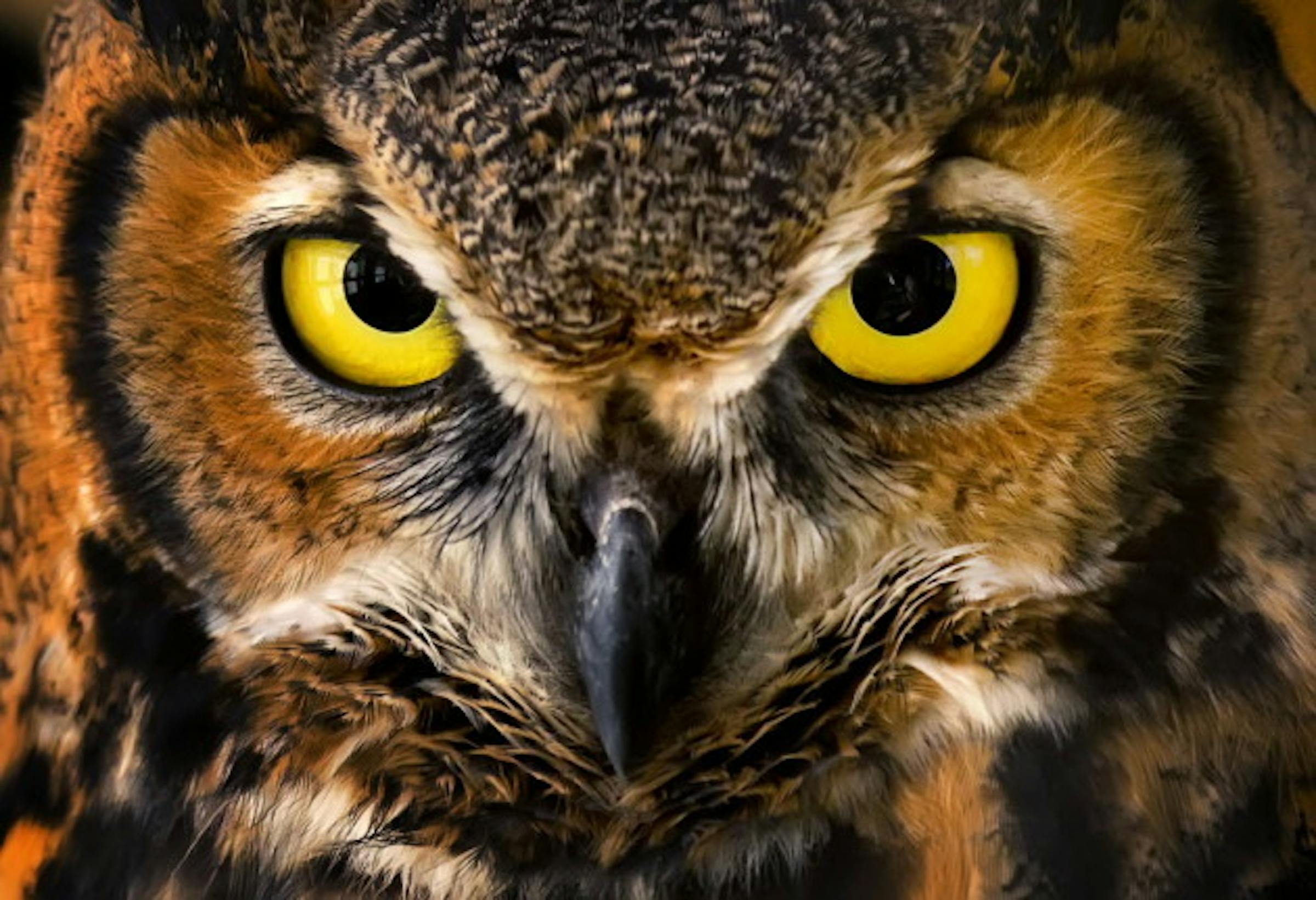 Owl Center open house Sunday in Houston, Minn.