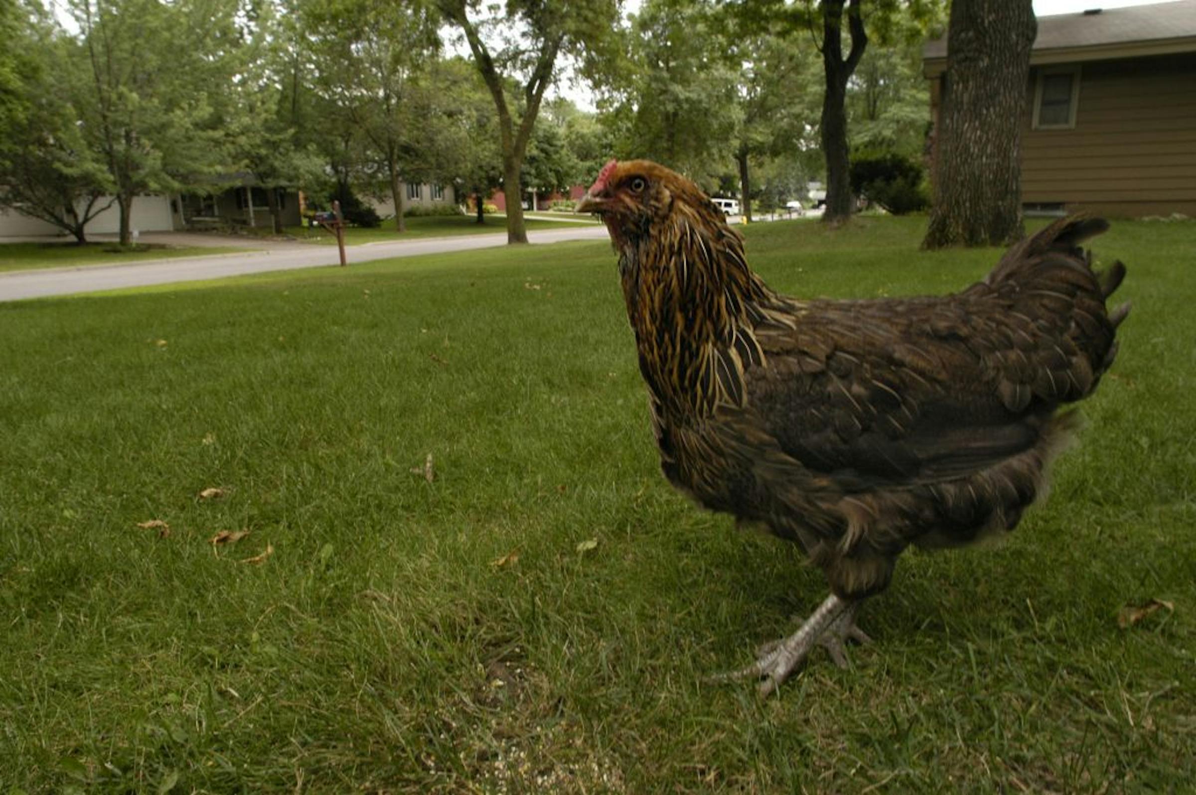 Farmington mayor feels heat over chickens