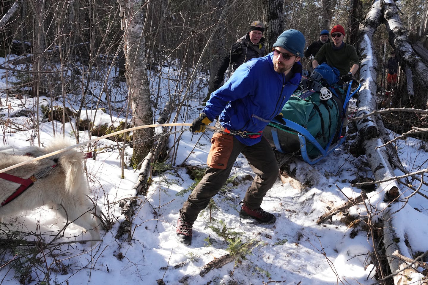 This is one of Minnesota's oldest trees. Climate change could kill it.
