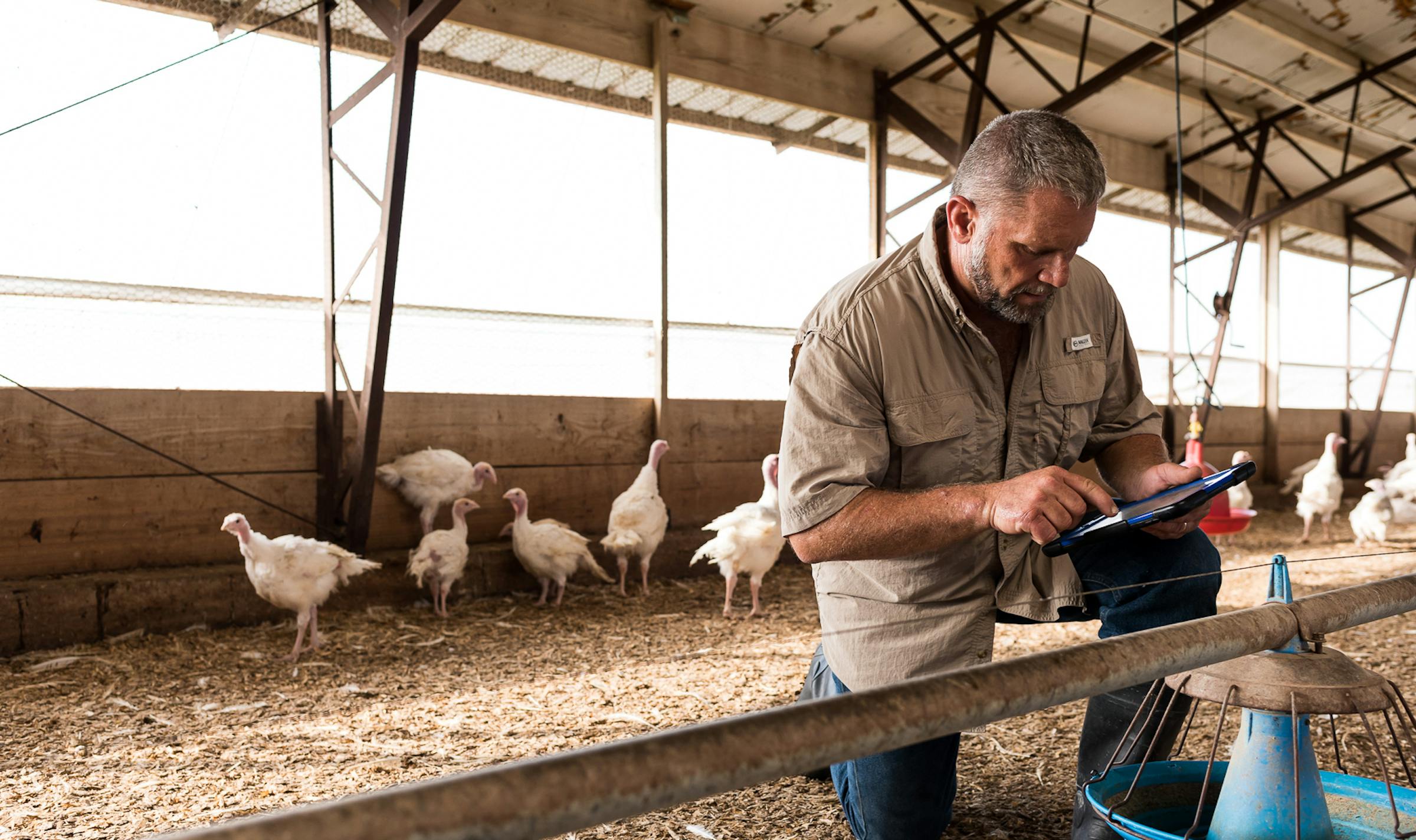 Cargill offers more traceable turkeys for Thanksgiving dinners