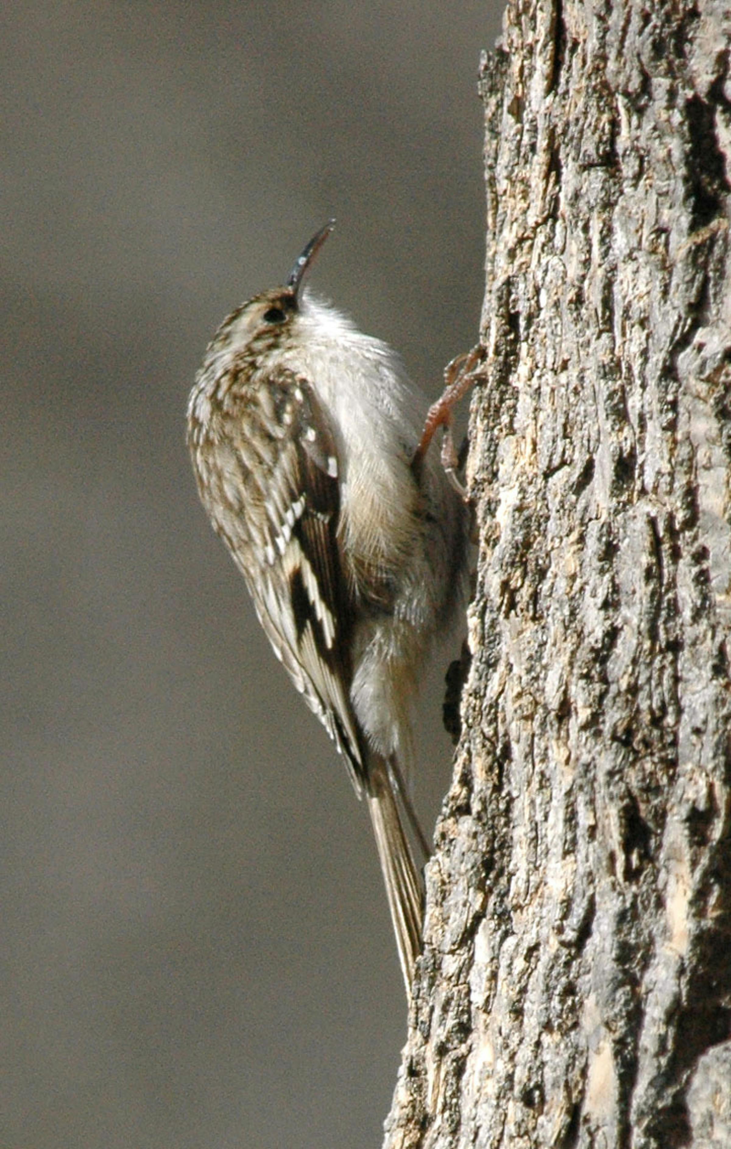 BROWN CREEPER
