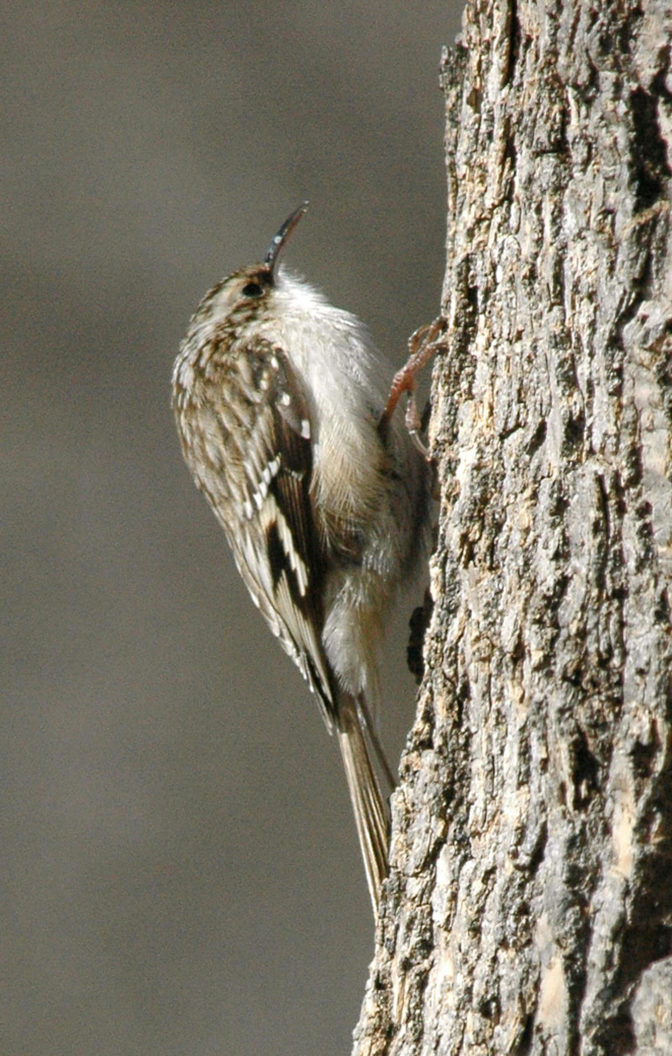 BROWN CREEPER