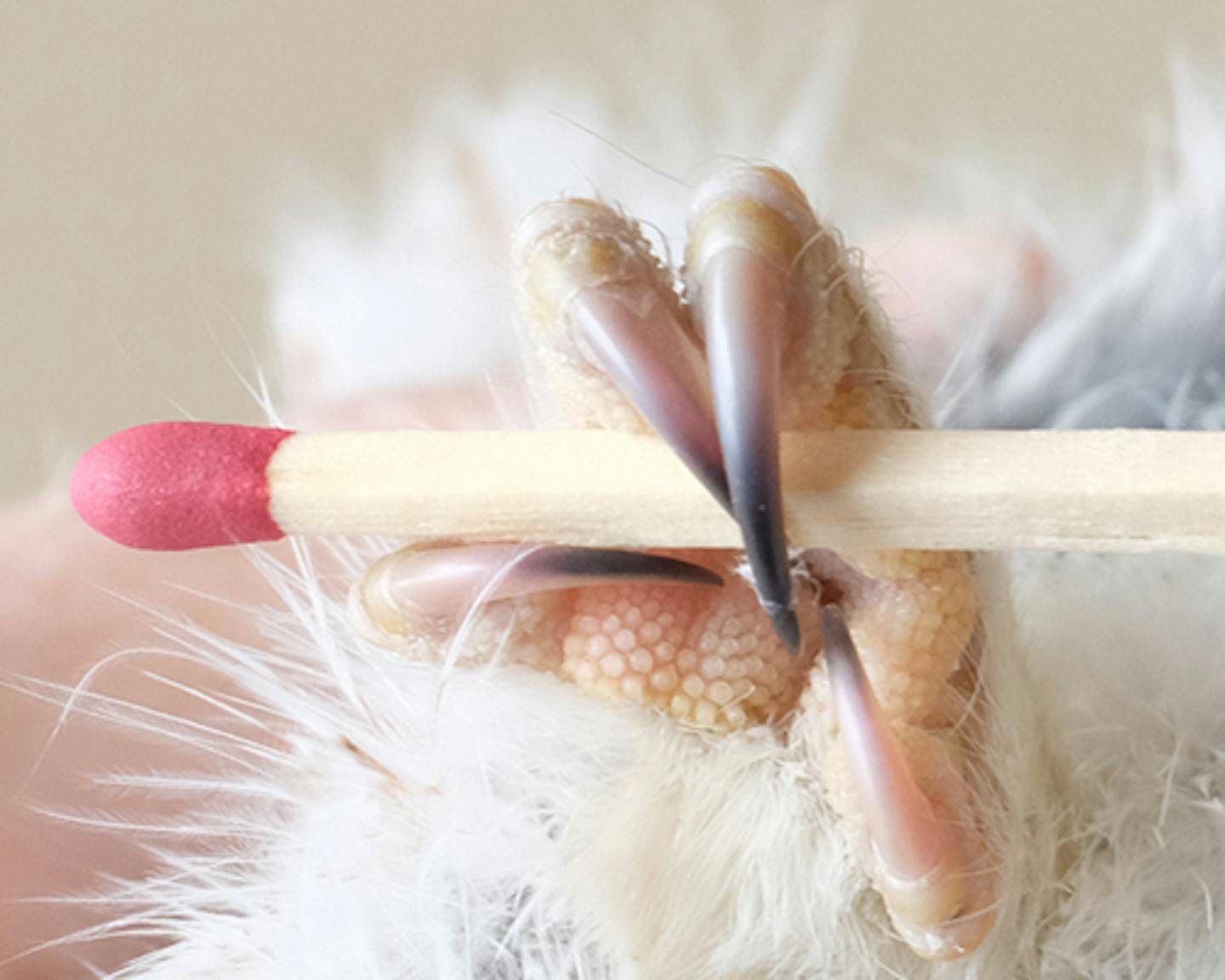 Close look at Screech-Owl feet
