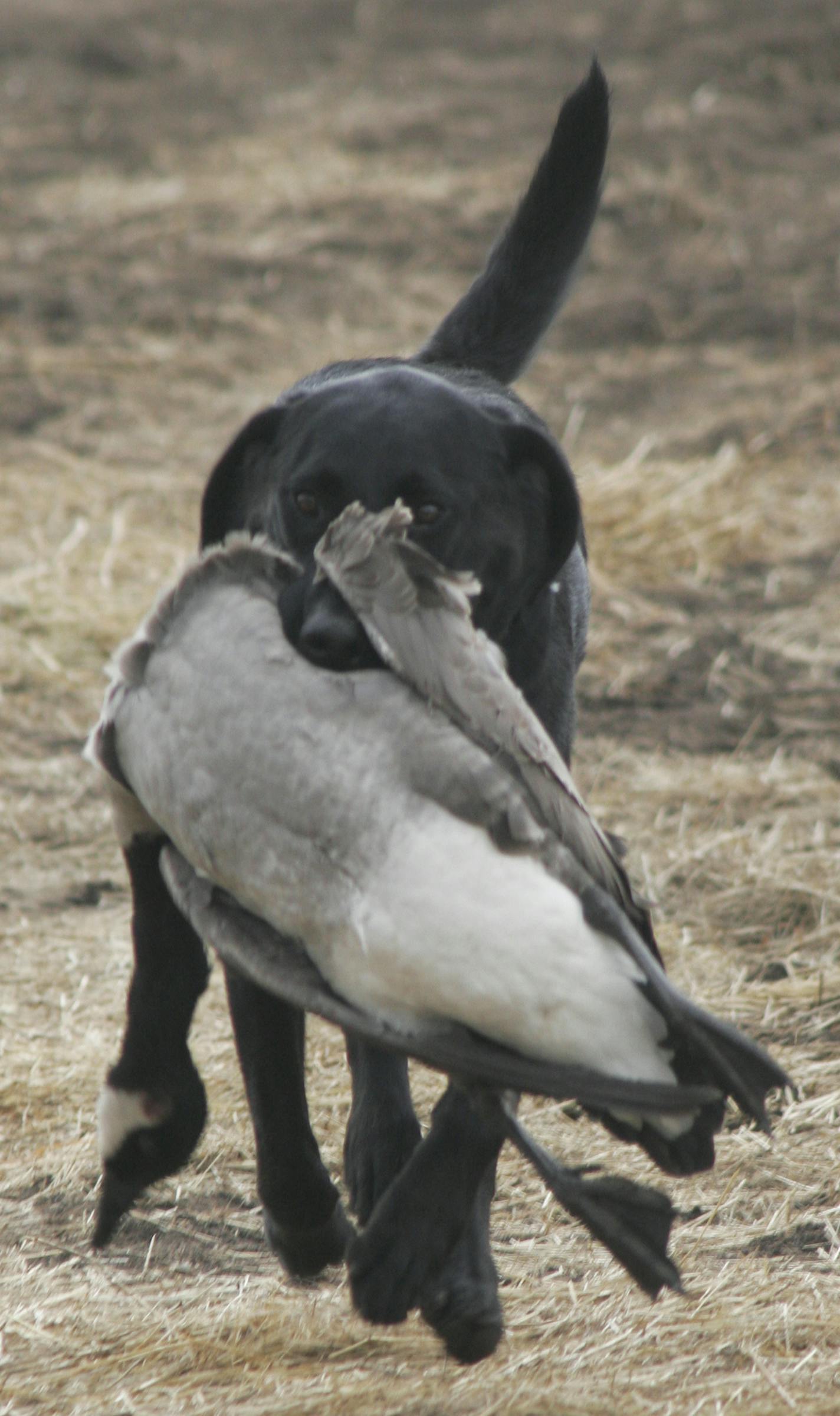 Special waterfowl hunt in Anoka proves a 'blessing' for Twin Cities ...