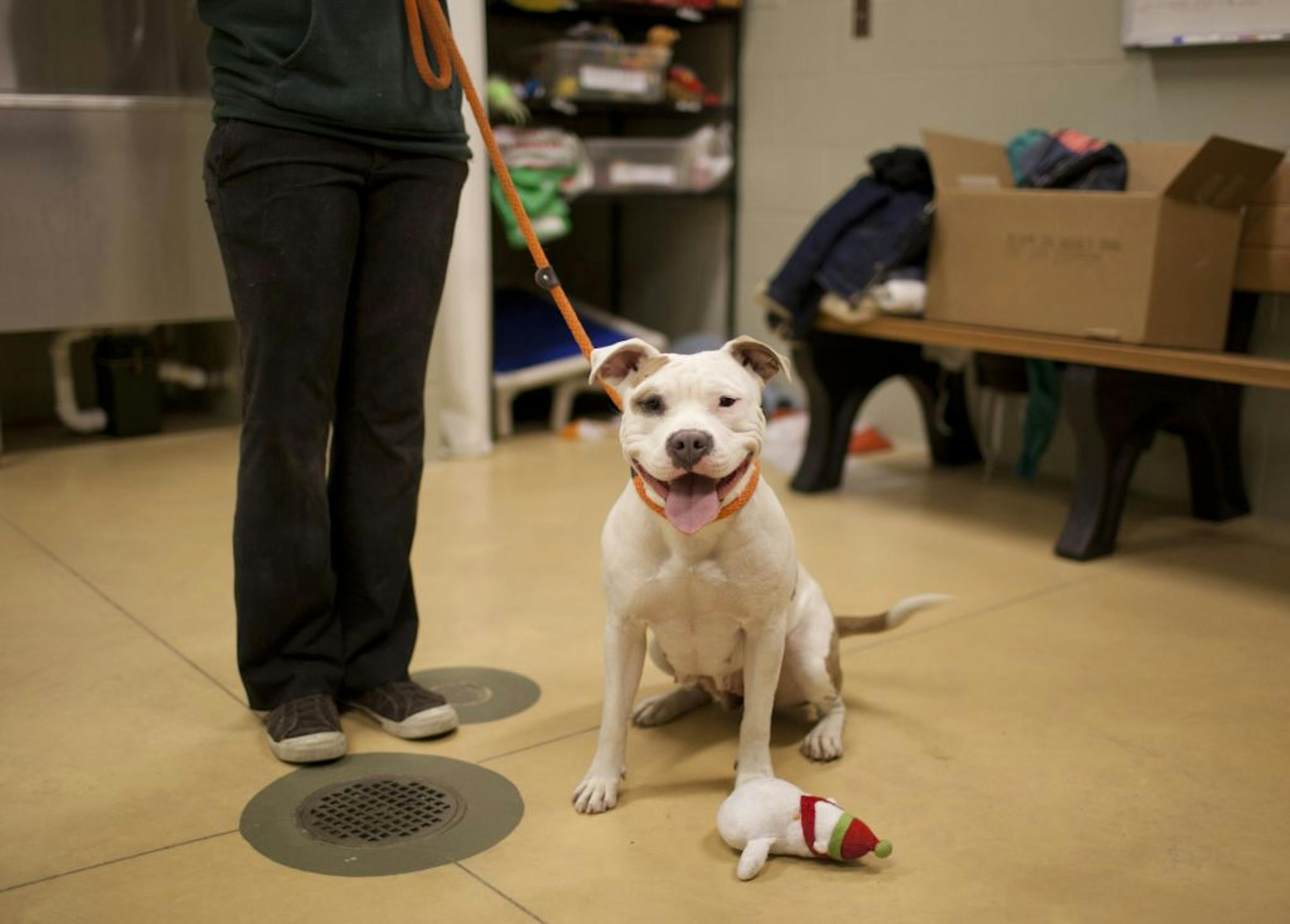 Minneapolis' shelter overrun with pit bull dog breeds