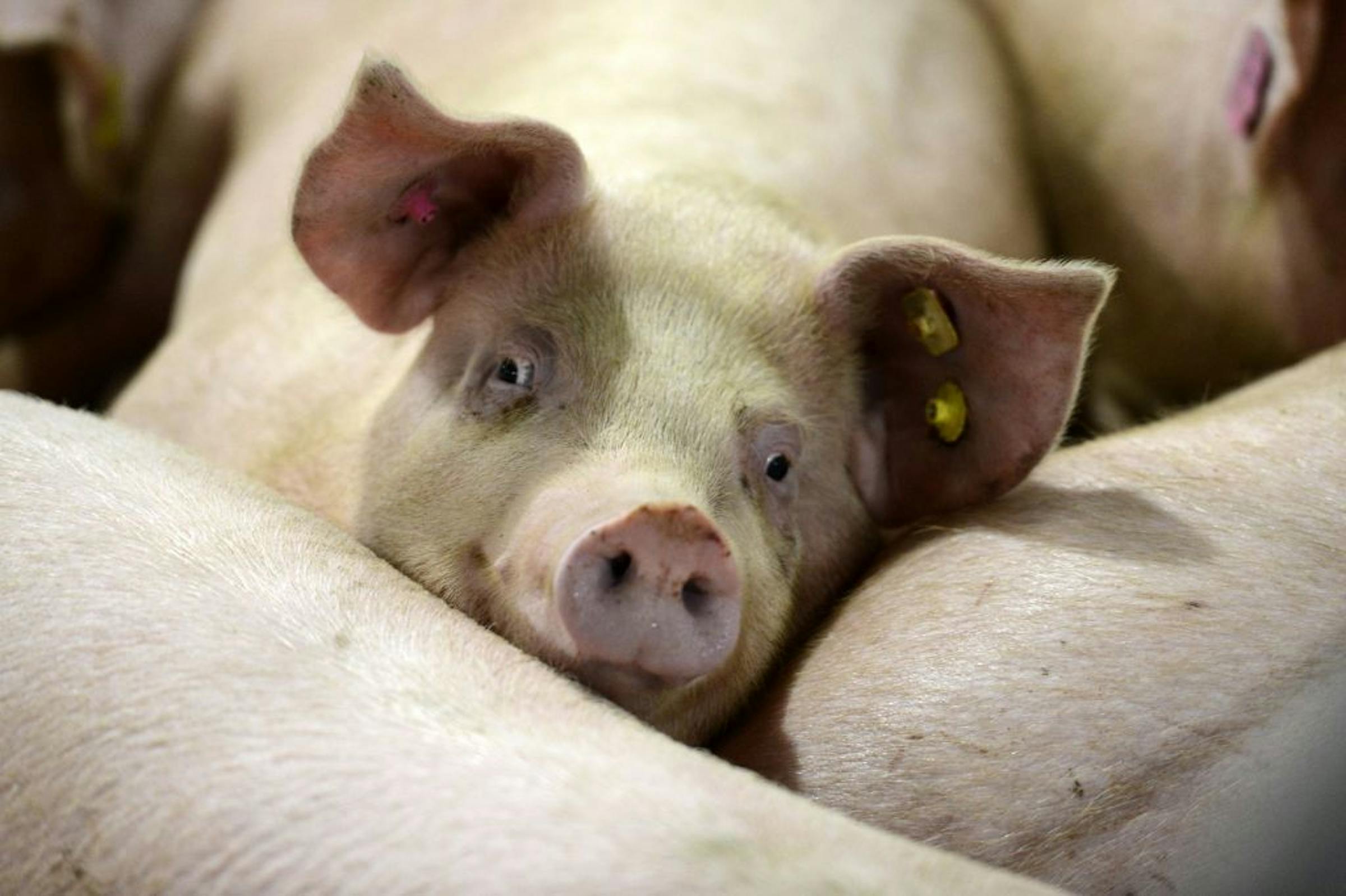 Accelerating trade war to throw Minnesota hog farmers into the red