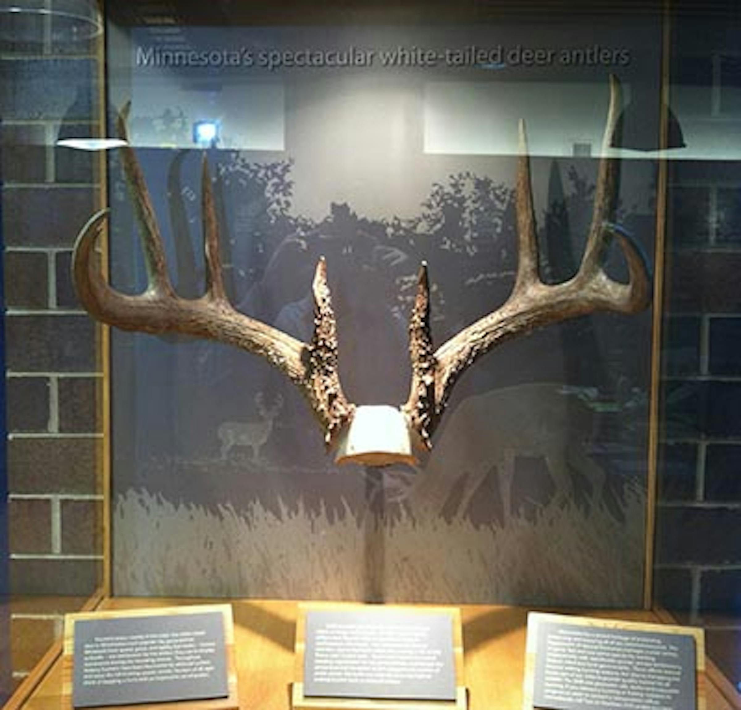 Minnesota's world record 8-point antlers now on permanent display at DNR