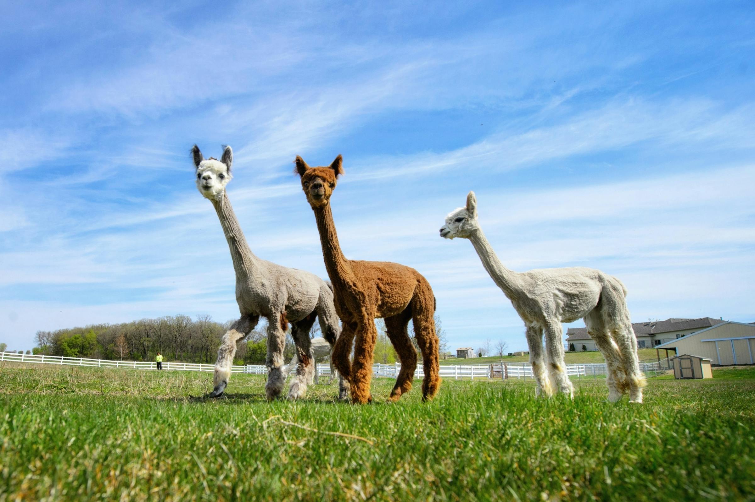 Retired realtor makes a home among humming alpacas.