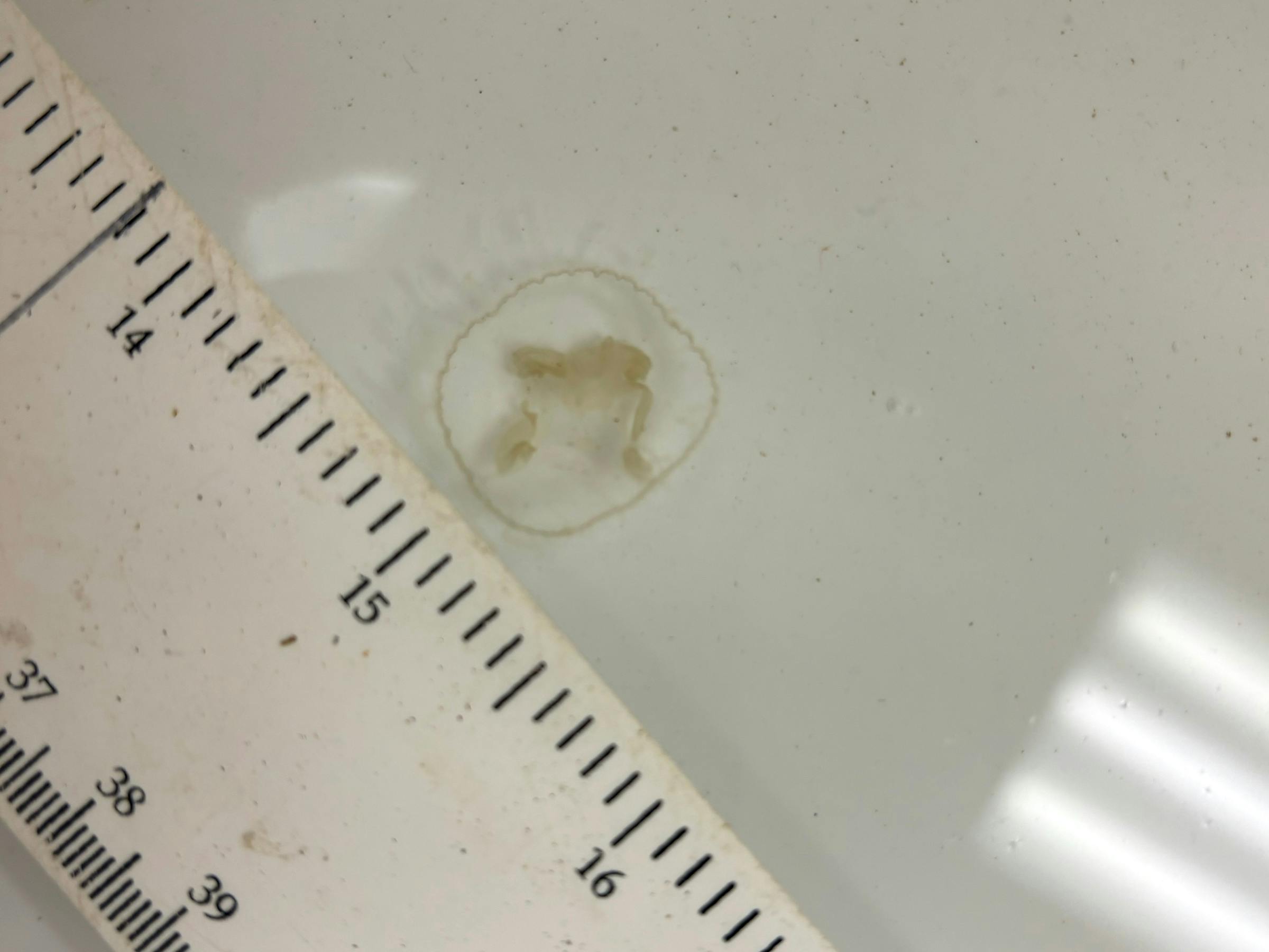 Freshwater jellyfish found in Twin Cities area lake