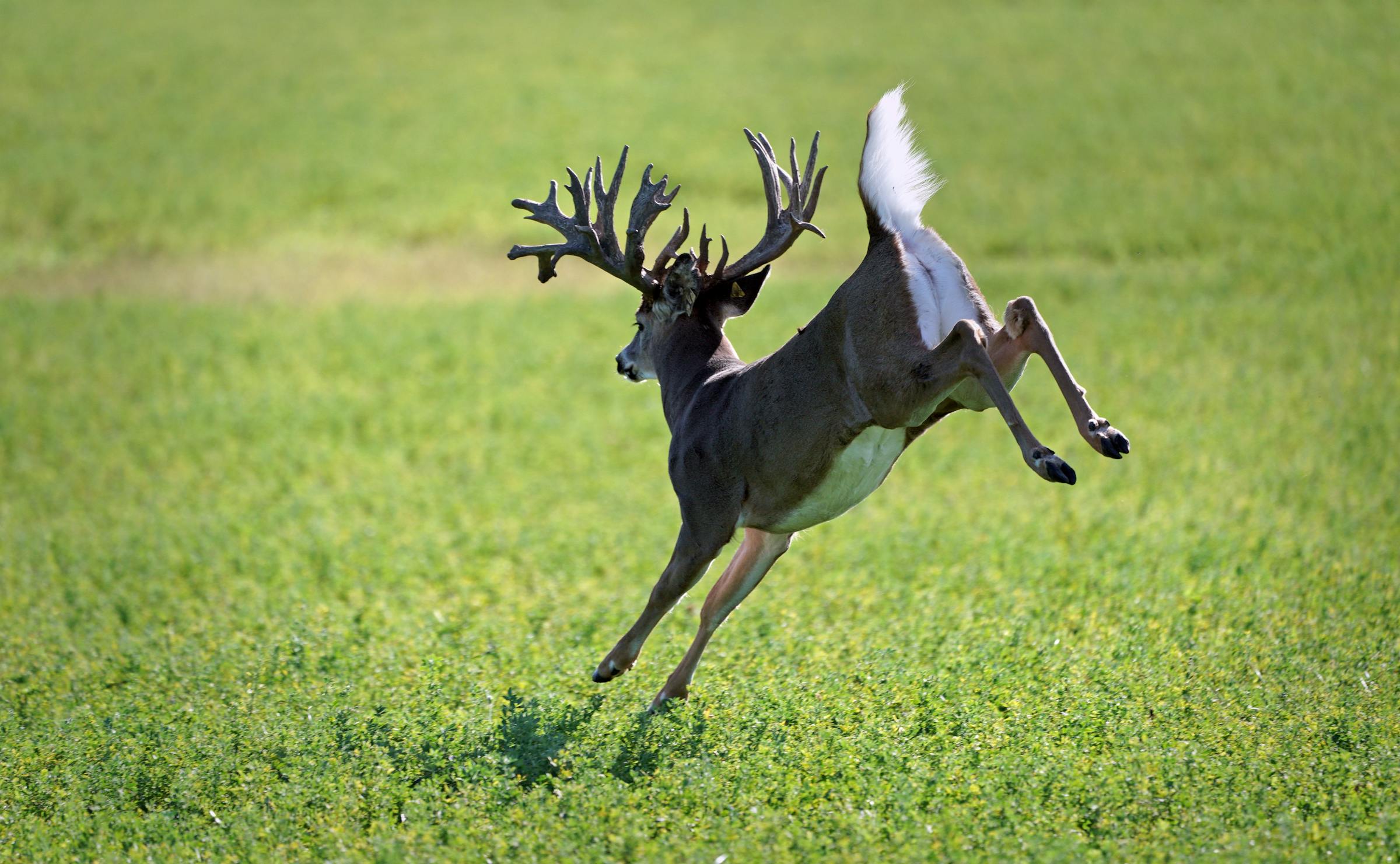 CWD found on prominent deer farm in Winona County