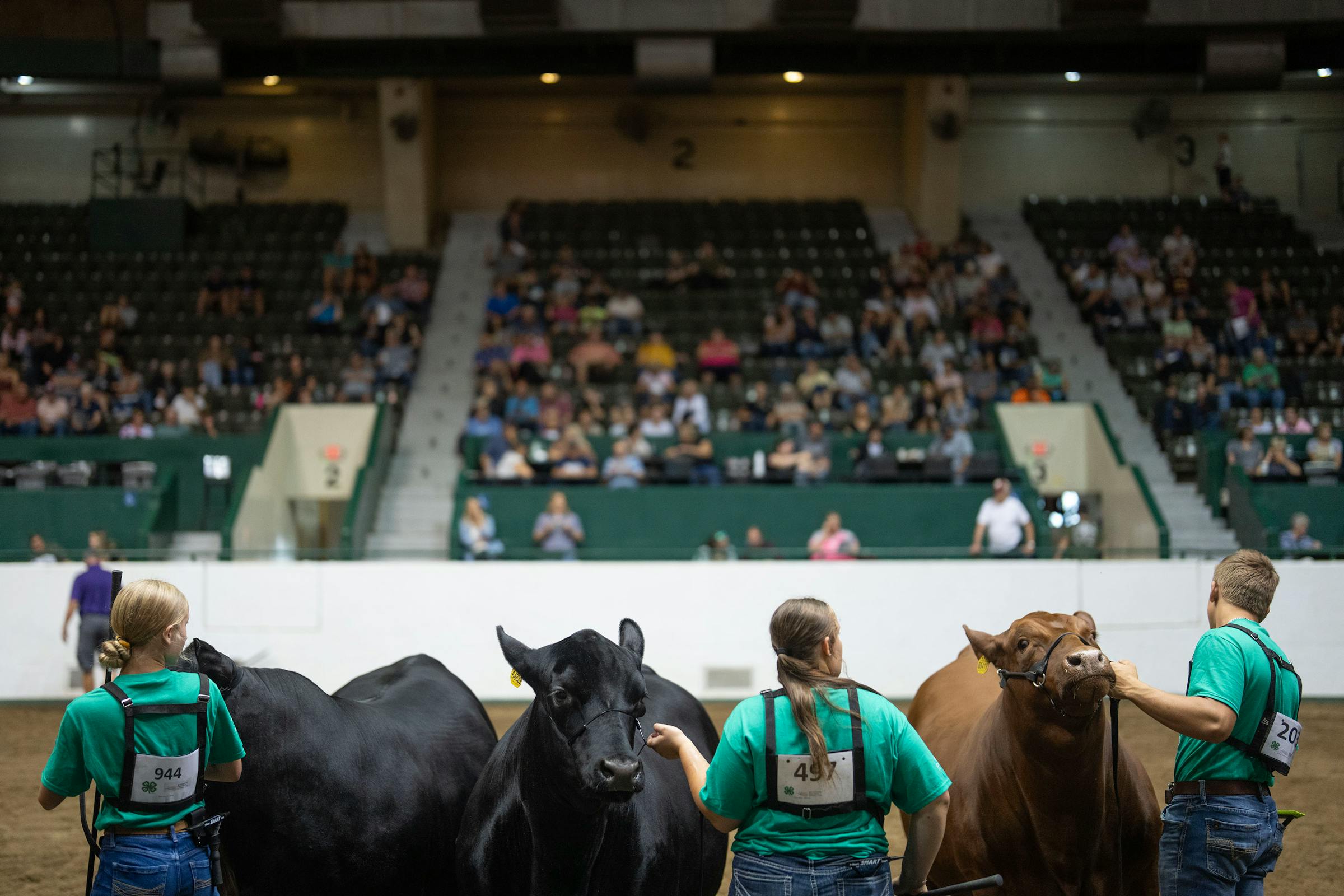 MN State Fair 4-H kids and their animals: A day in the life