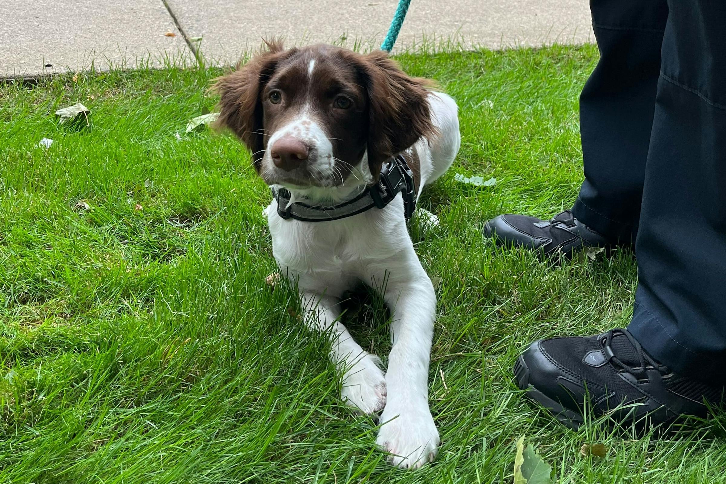 Rigsby the therapy puppy comforts Minnesota first responders