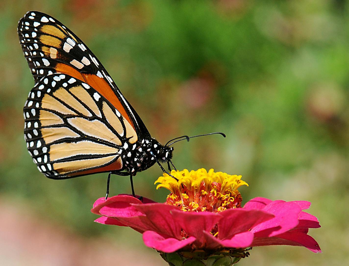 Monarch butterflies even more elusive in Minnesota this year