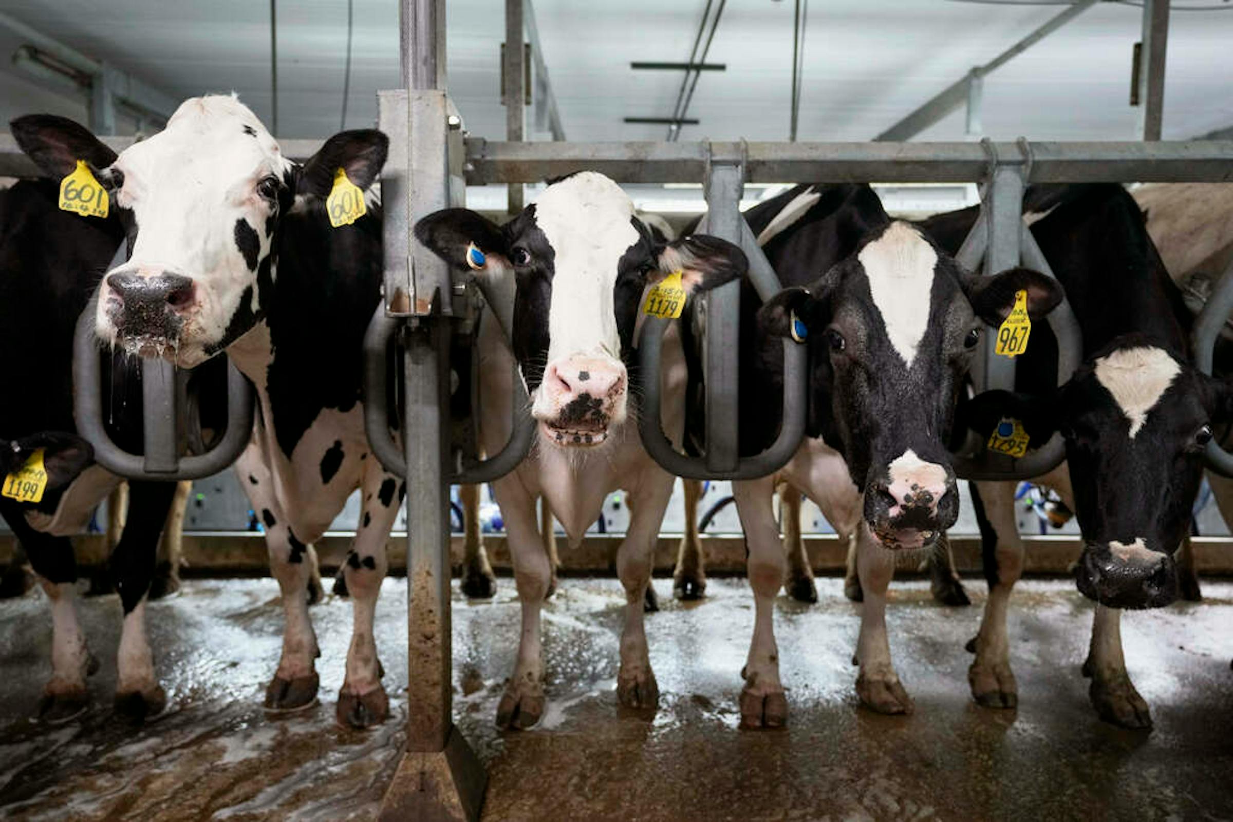 Central Minnesota dairy farmer charged criminally for underpaying ...