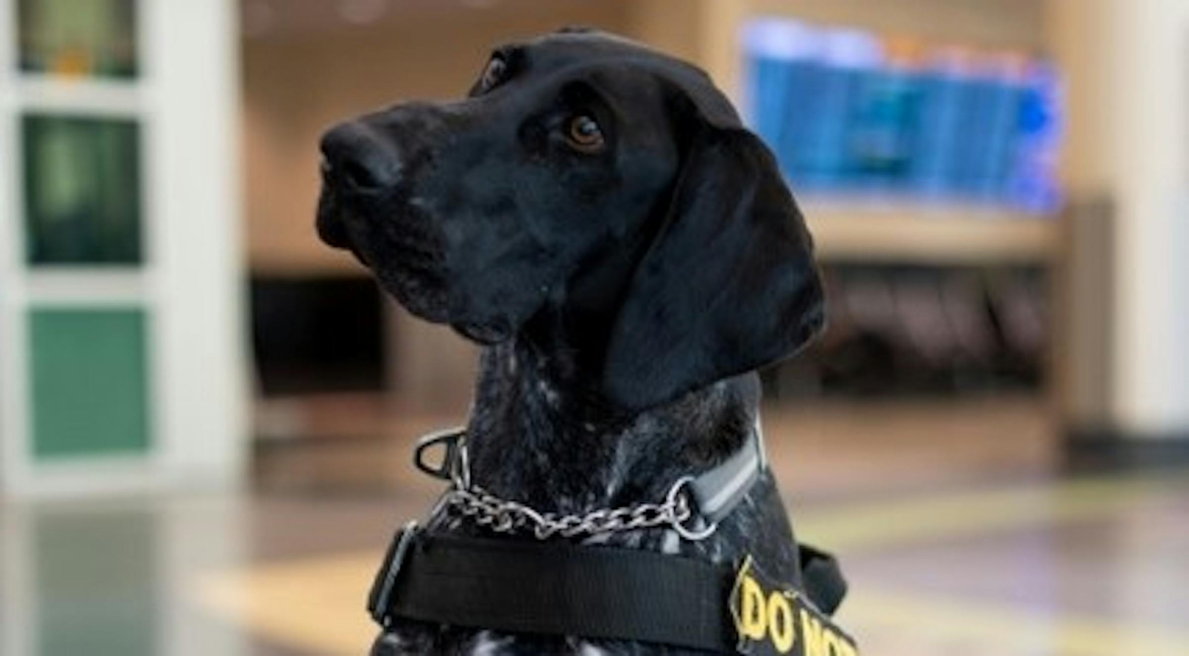 Vote: Minnesota dog in the running for cutest TSA pup