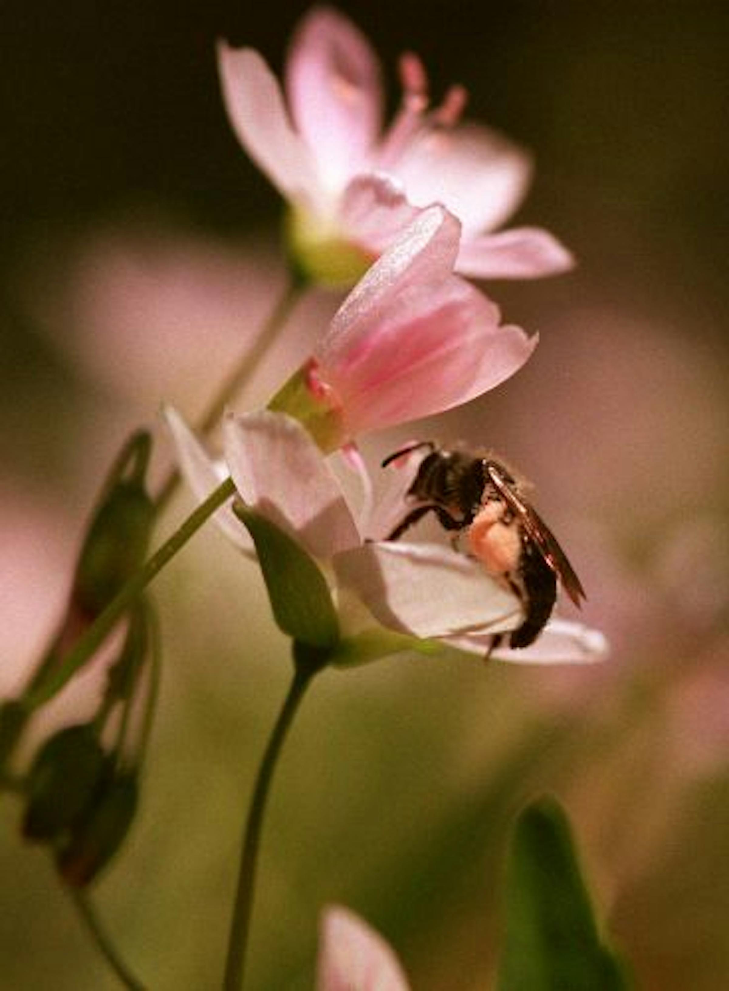 Bringing back the bees