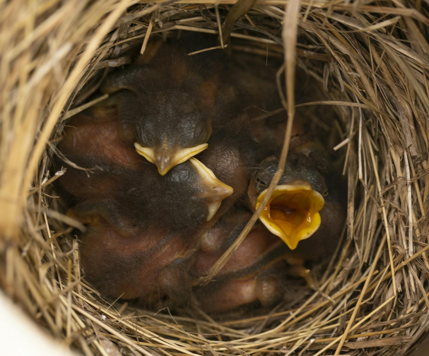 Heard on repeat: Where are all the bluebirds this year?