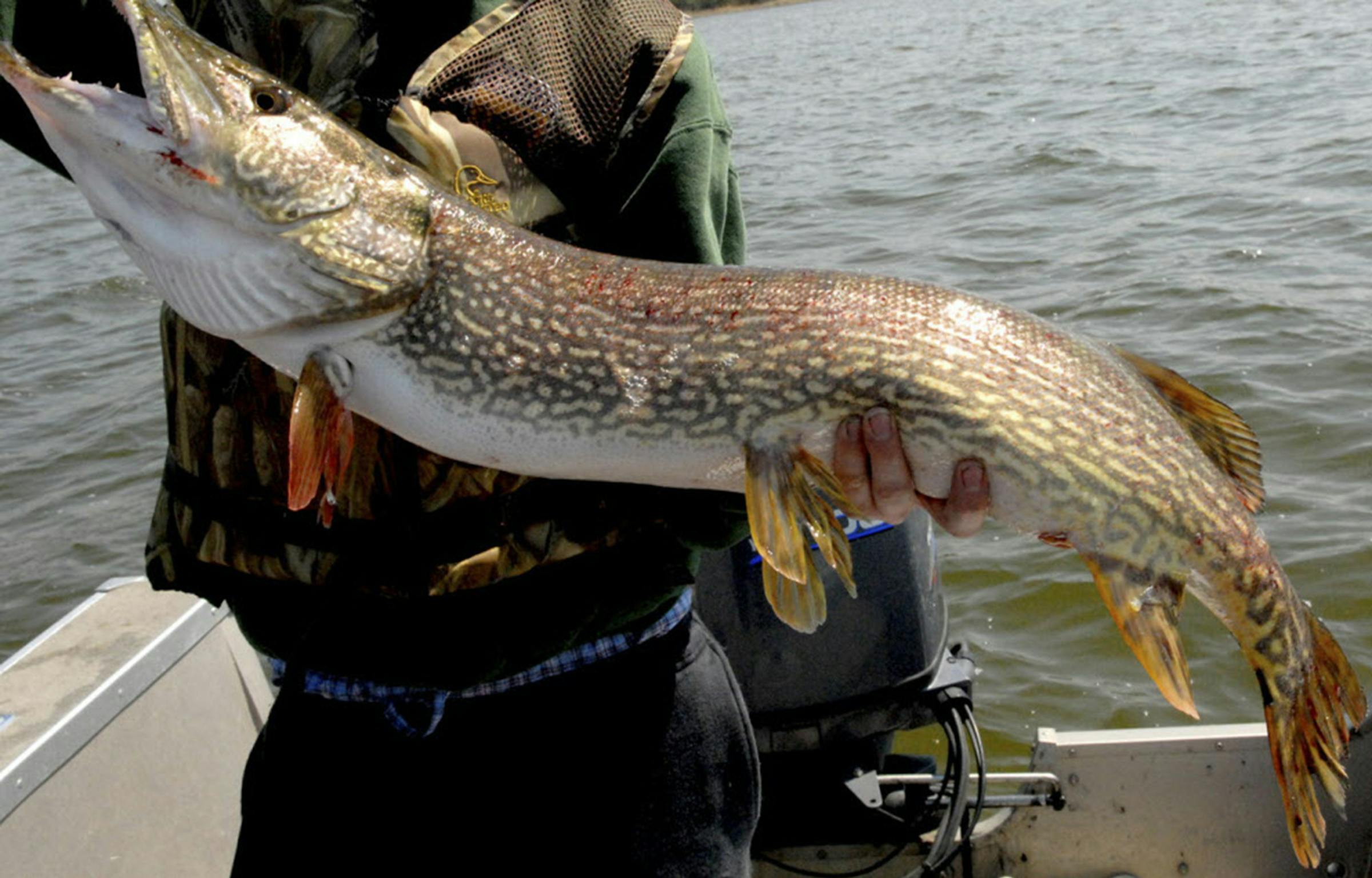 DNR adds catch-and-release category for northern pike records