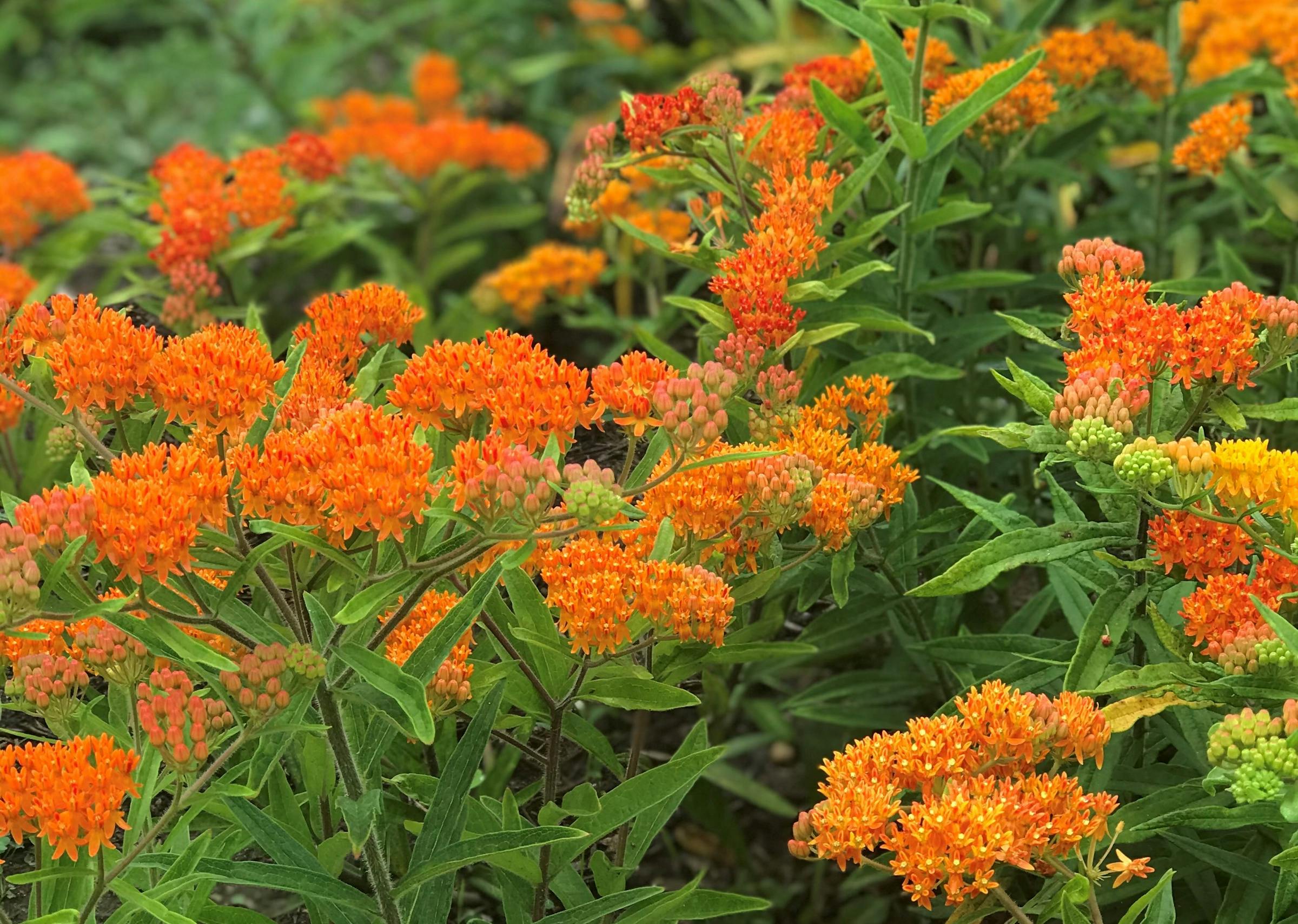 Here's one weed to invite into your garden