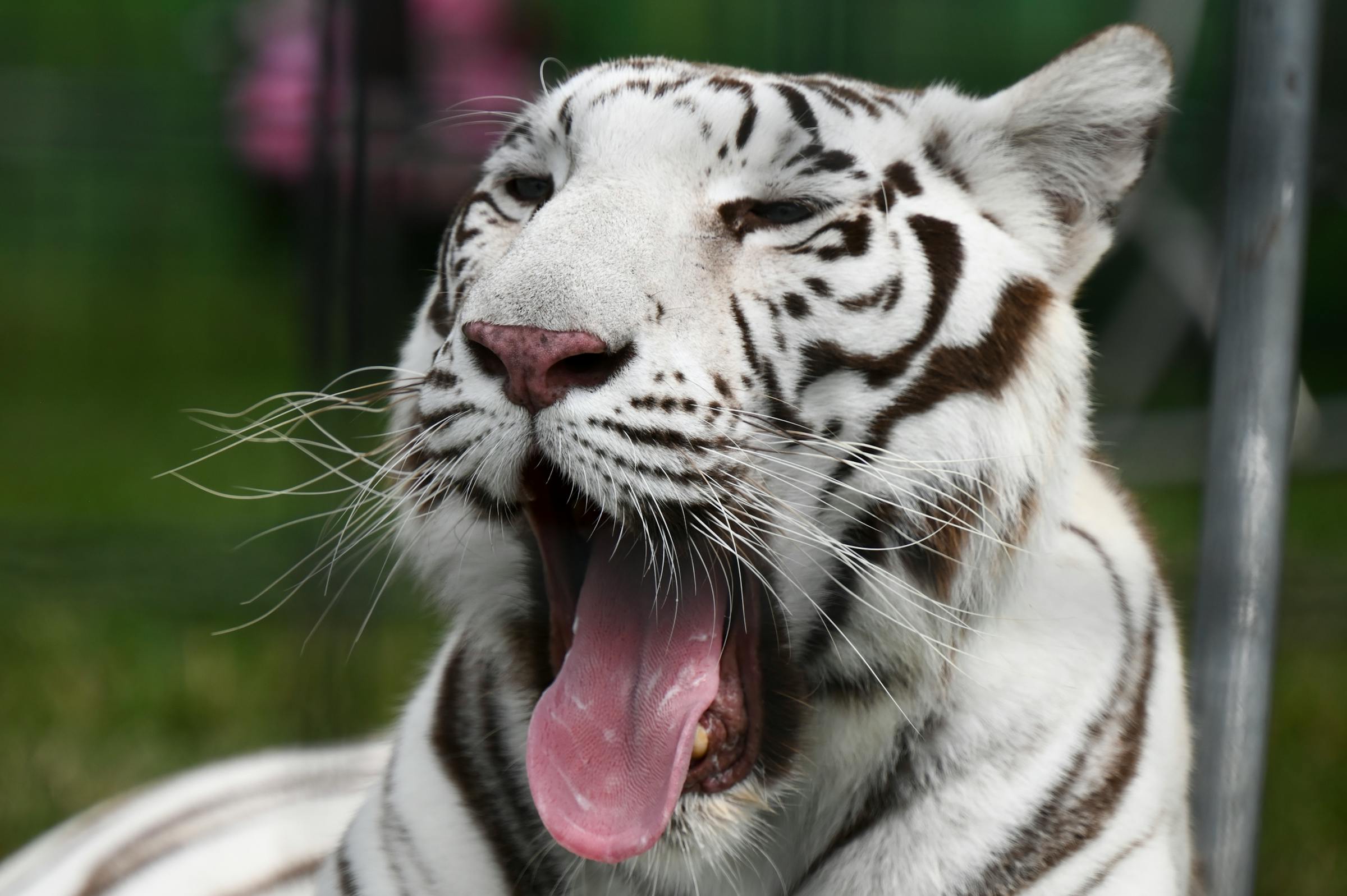 Carver County Fair tiger show brings concerns about safety, animal ...