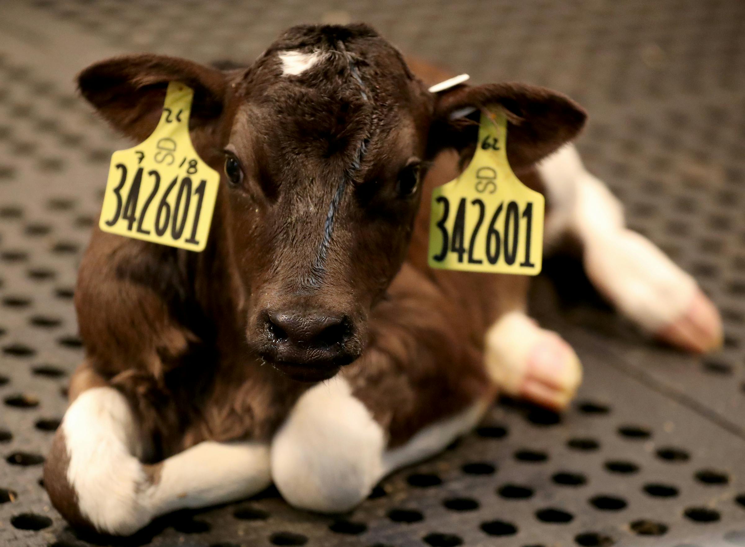 MN factory farm debate should center facts, not distortions