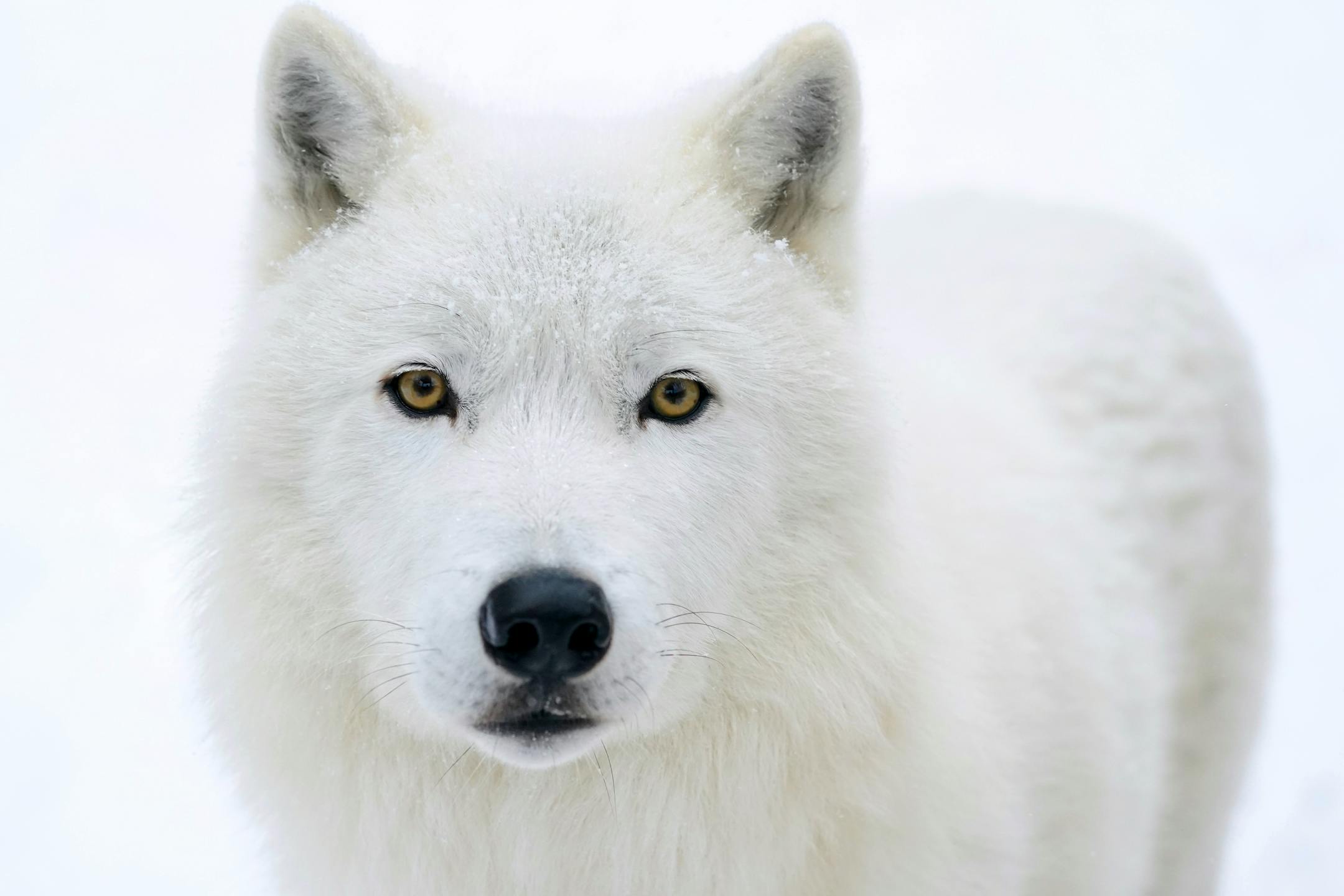 Grayson, Ely’s beloved ‘ambassador’ wolf, died at 9