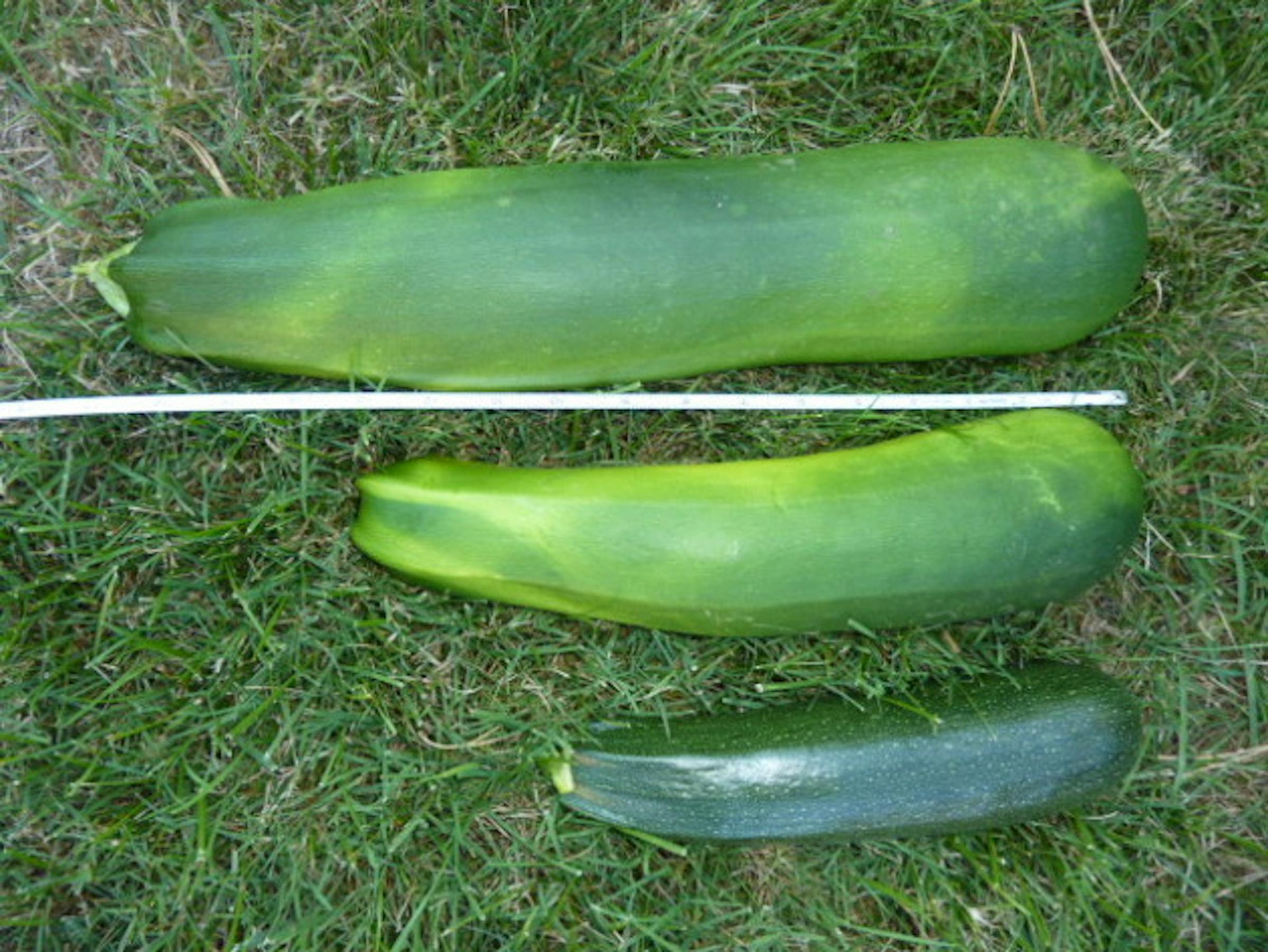 Found: Zucchini the size of Florida!