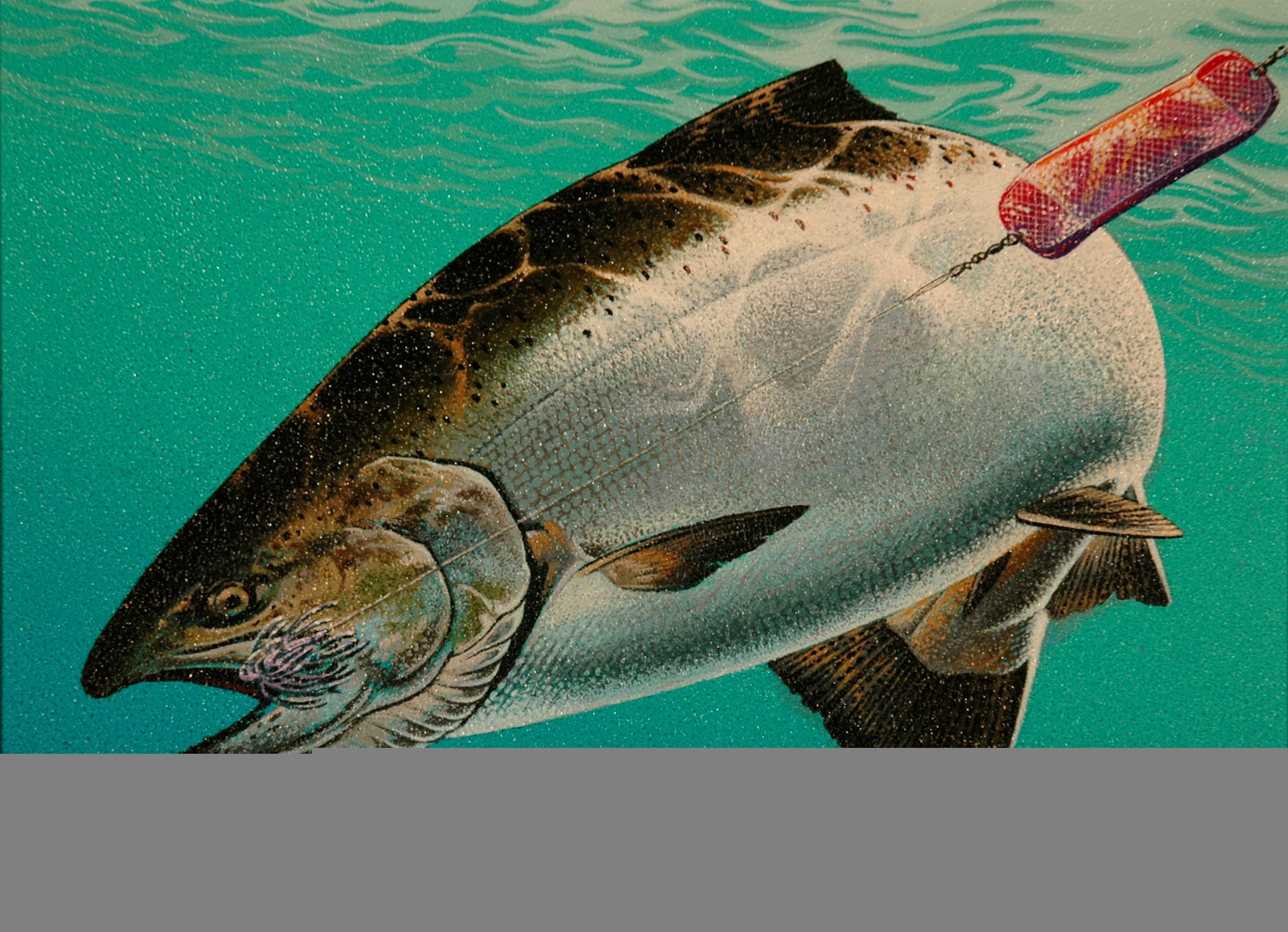 Trout and Salmon Stamp contest winner chosen
