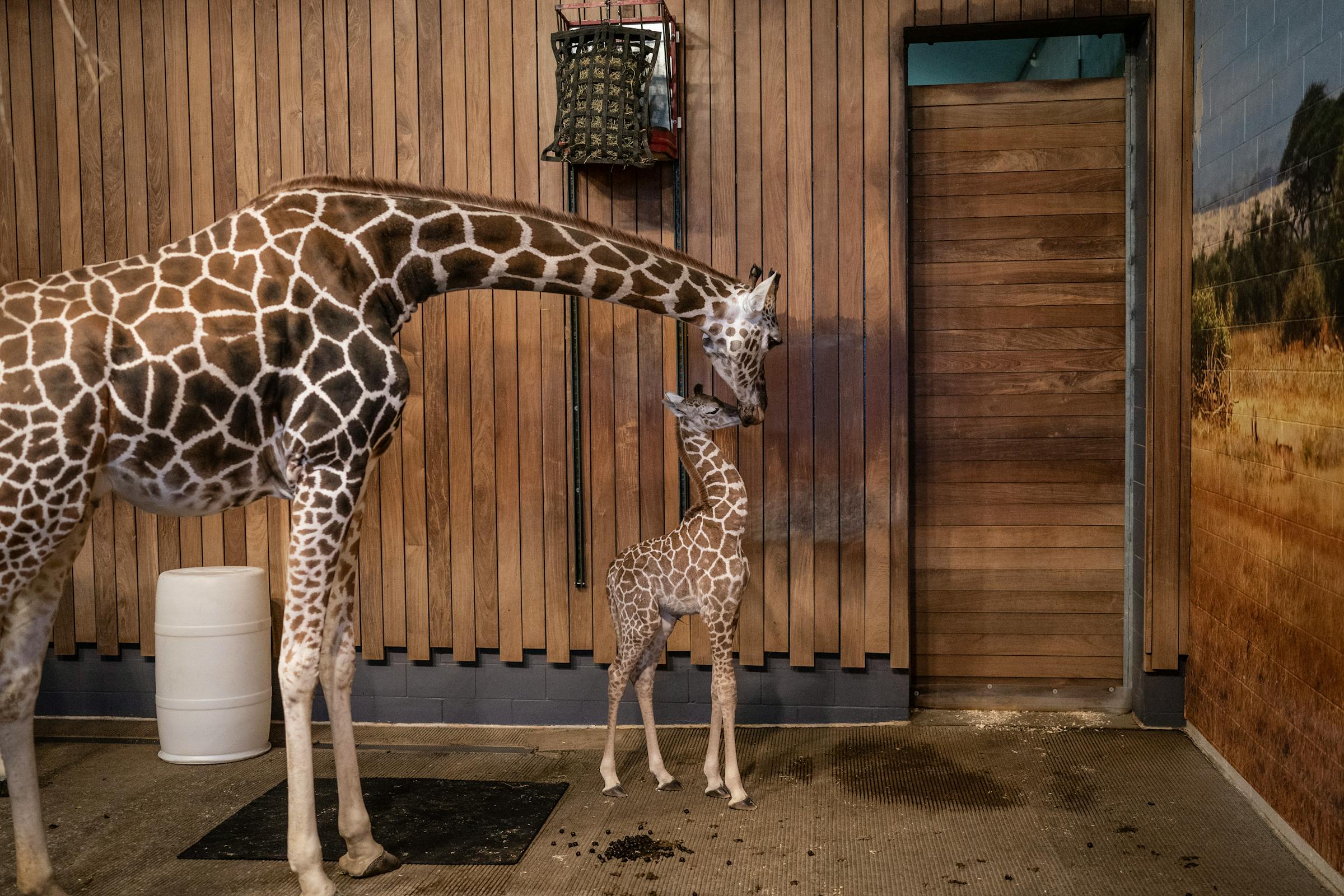 You voted — here's the name of the Como Zoo's new baby giraffe