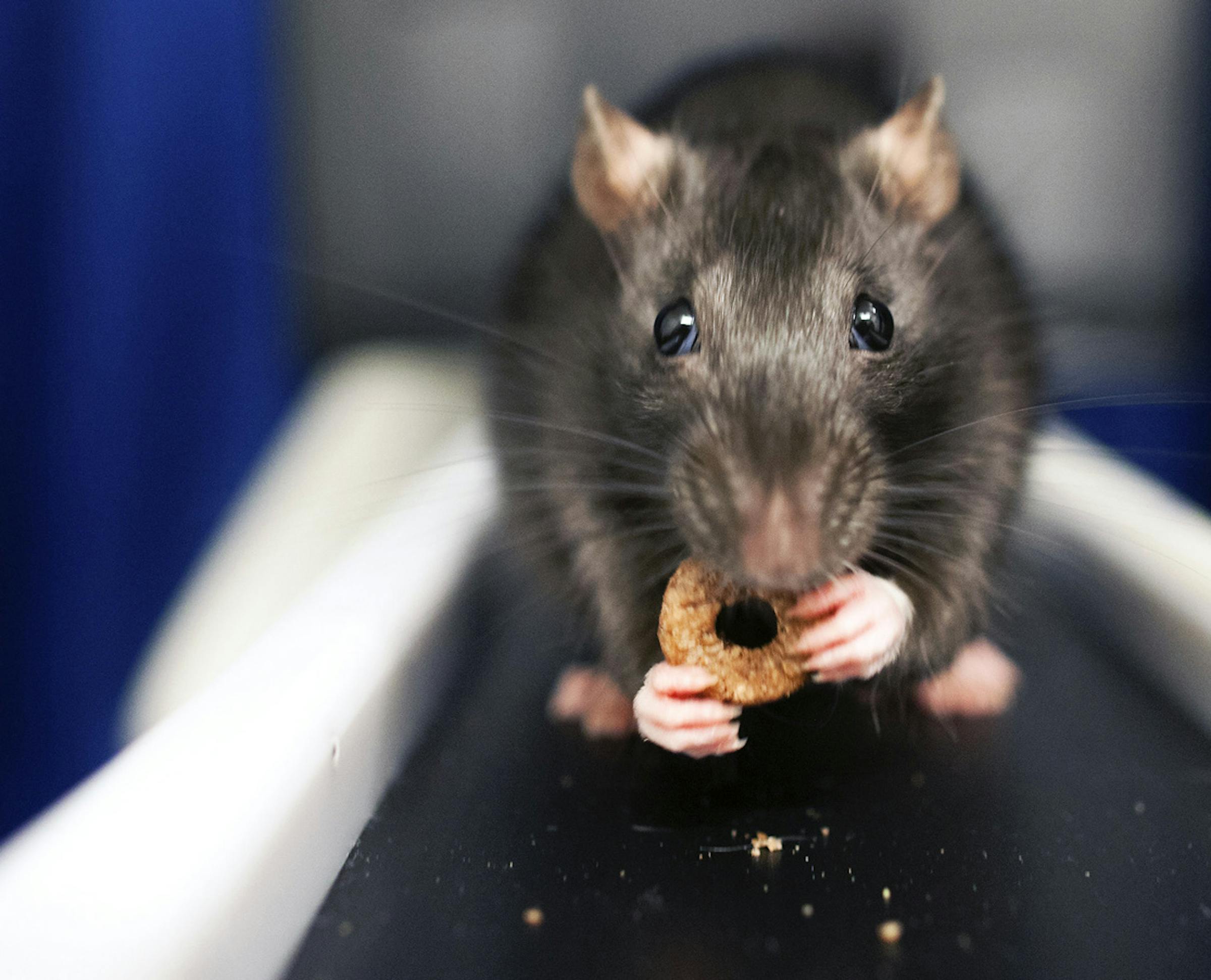 Aw, rats! U of M study reveals that rats feel regret, too
