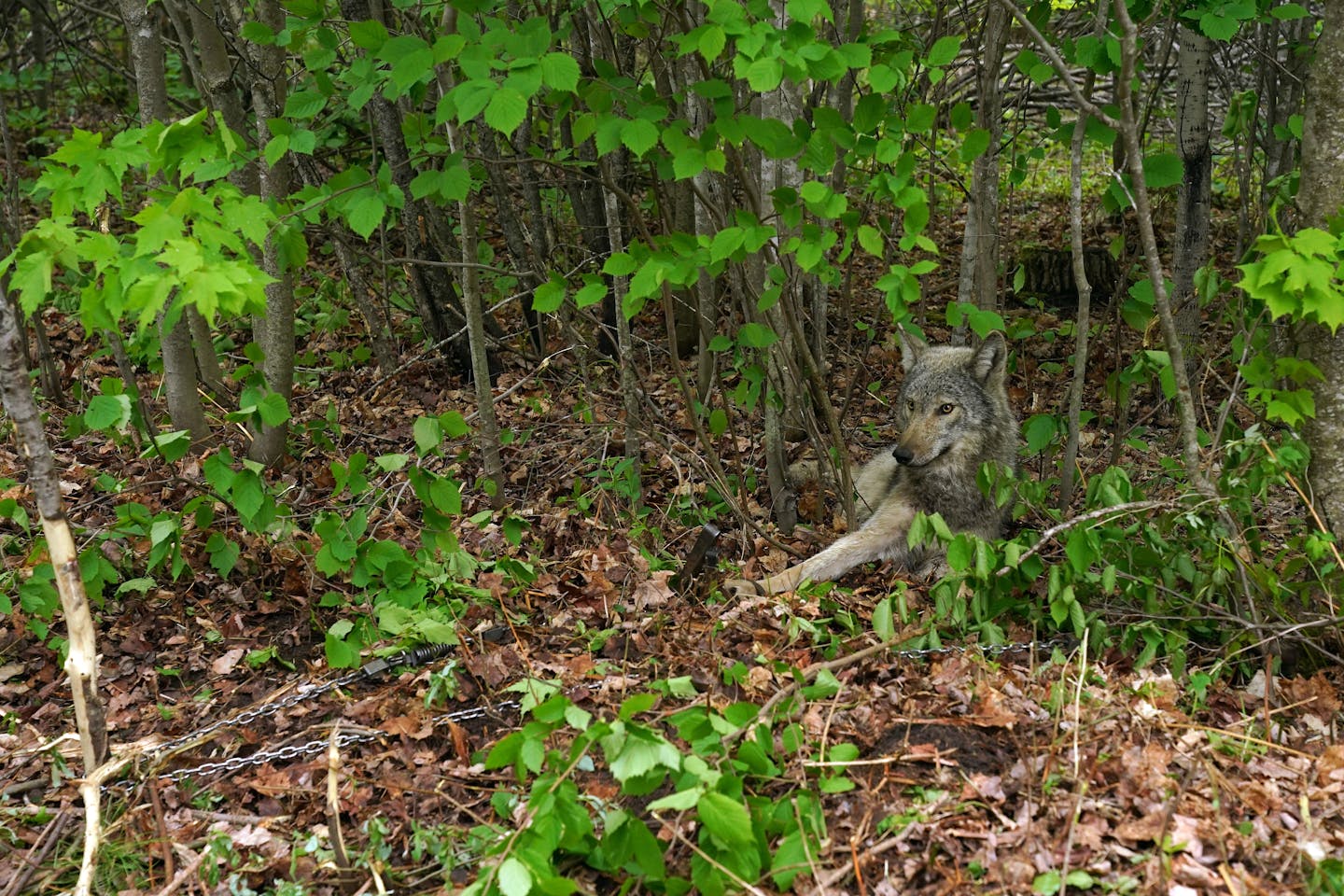 Unlocking the secrets of the wolf, Minnesota's ancient predator