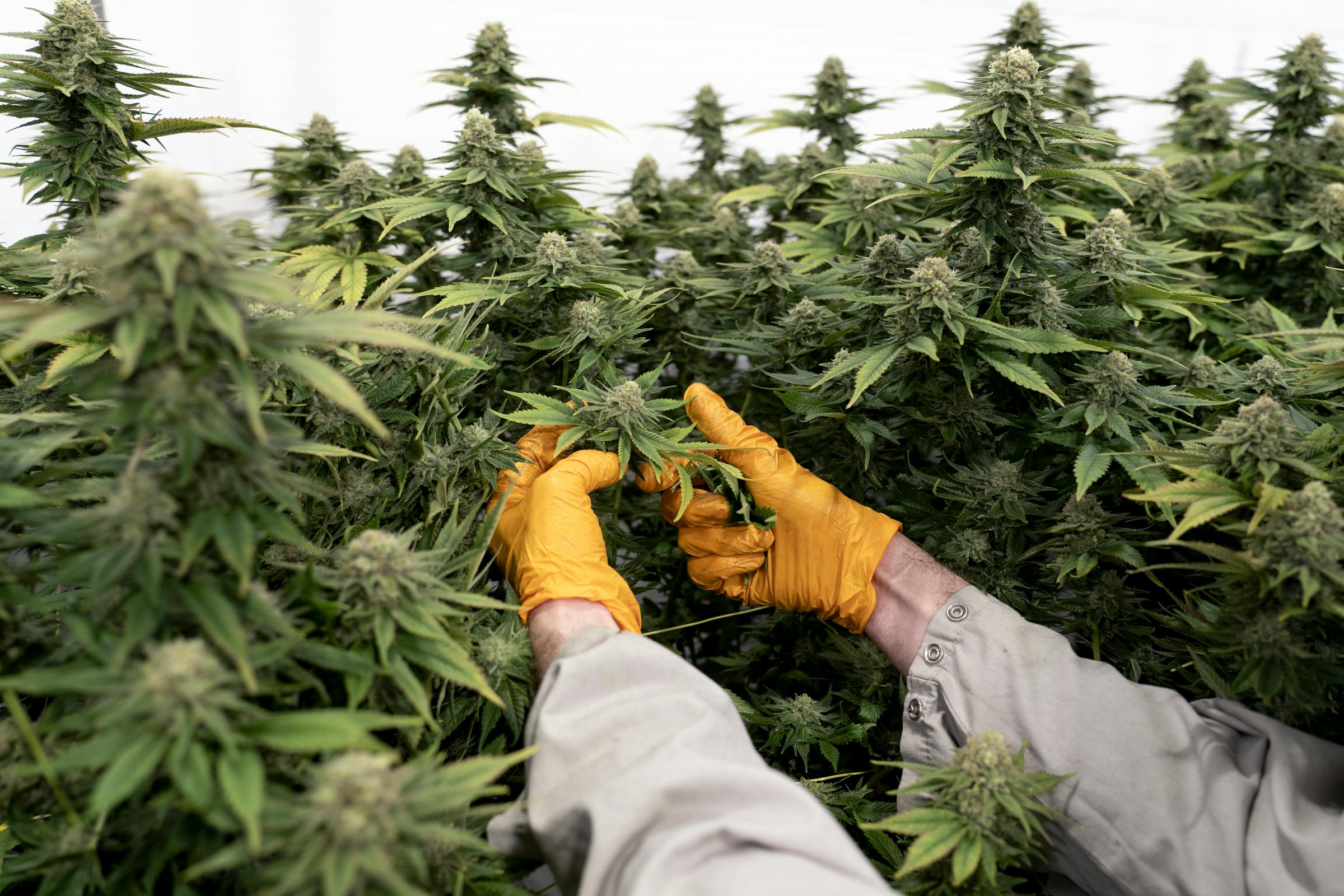 Readers Write: Cannabis taxes, generational differences, Lola Perpich ...