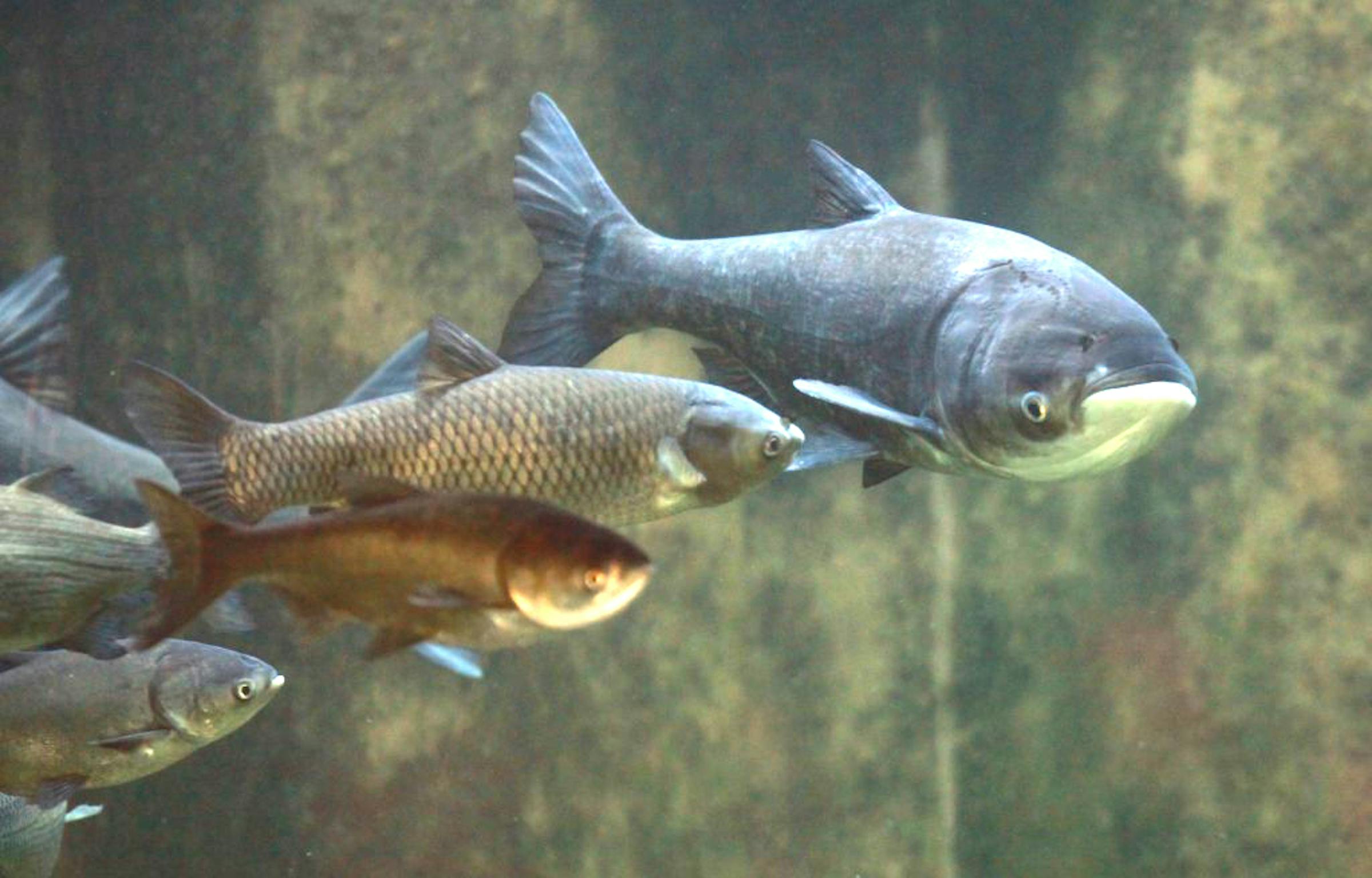 Minnesota vs. Asian carp