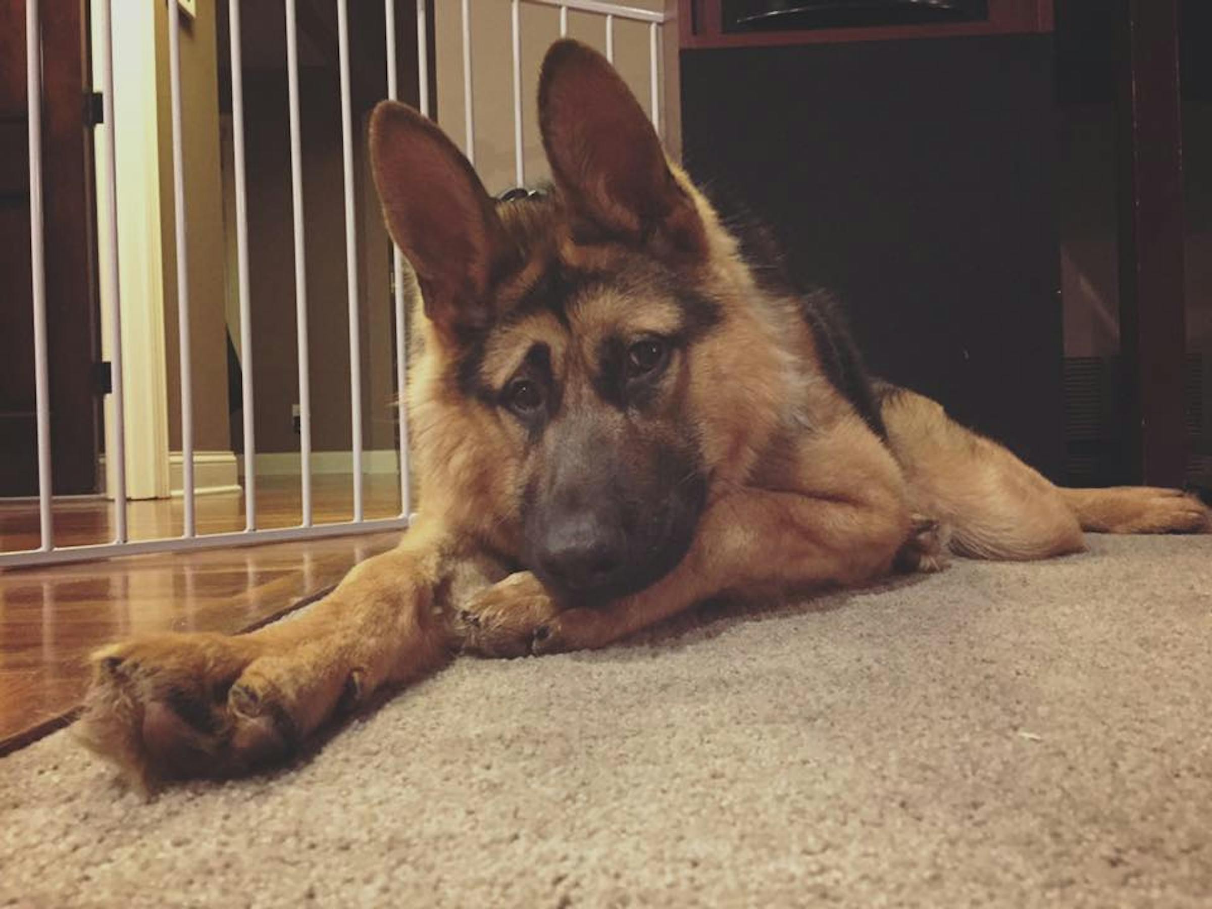 Quasimodo, dog with short spine, is capturing hearts near and far