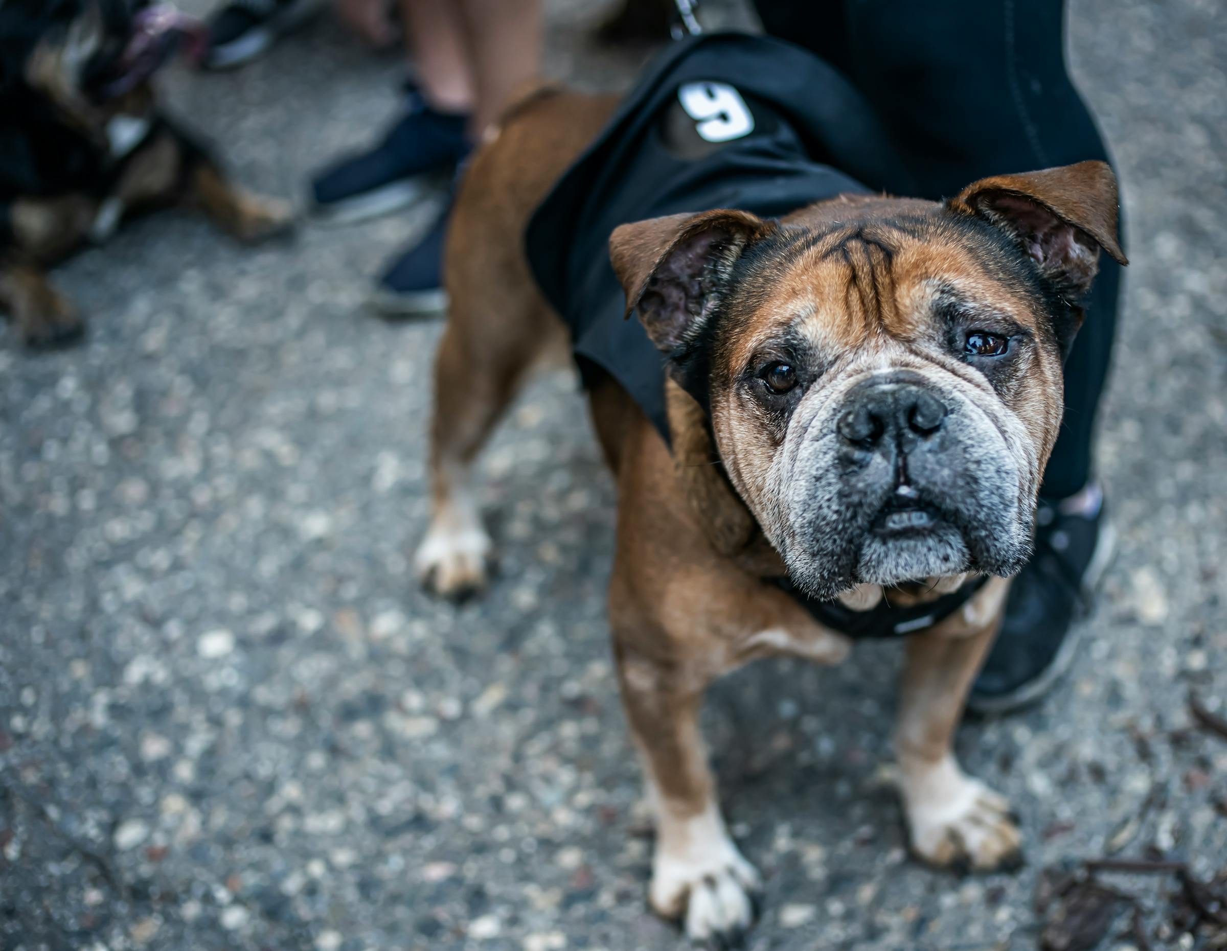 Dogs — from bulldogs to corgis — race the track at Canterbury Park