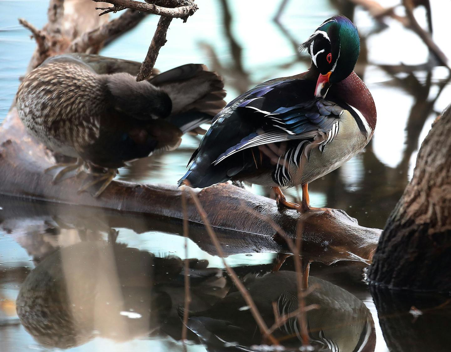 It's time for wood duck clutches to hatch