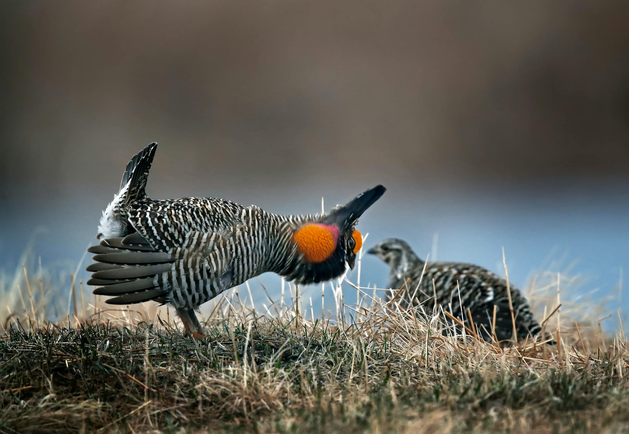 Conservation groups add nearly 2,000 acres to protected Minnesota prairie