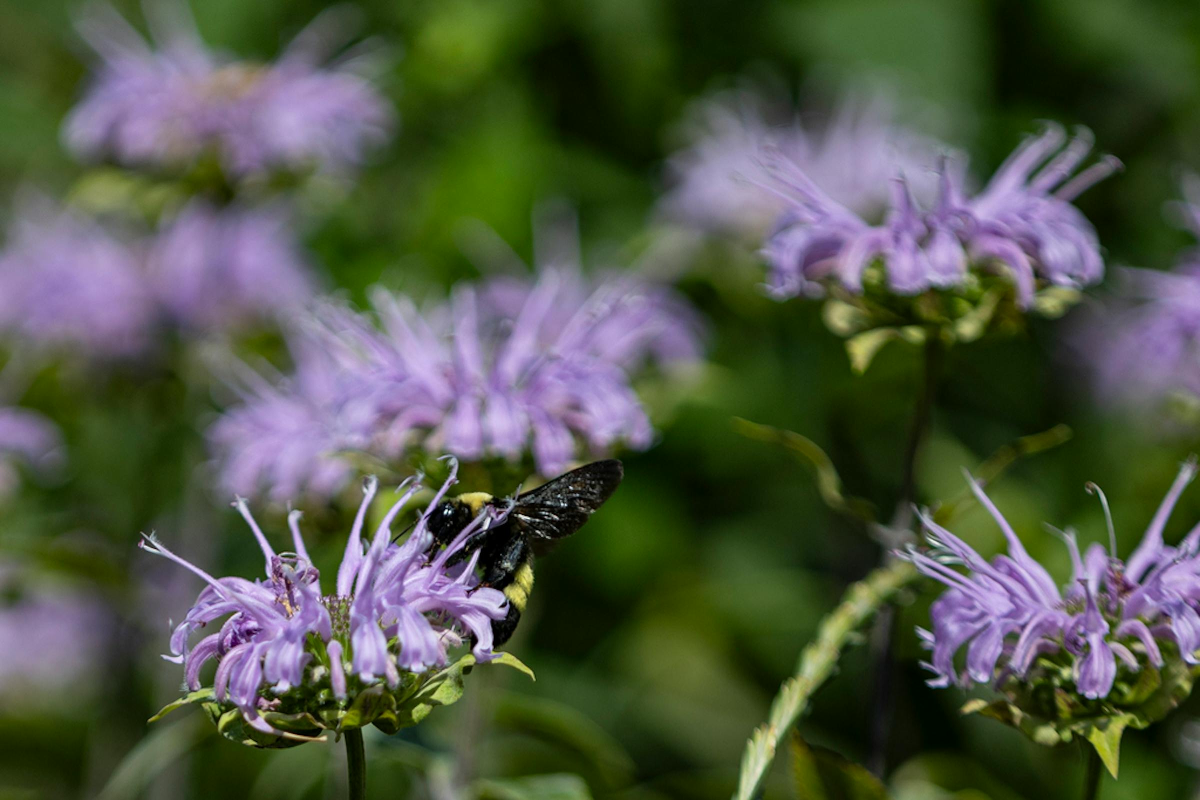 Push underway to remove 'master' from U of M Master Gardener program