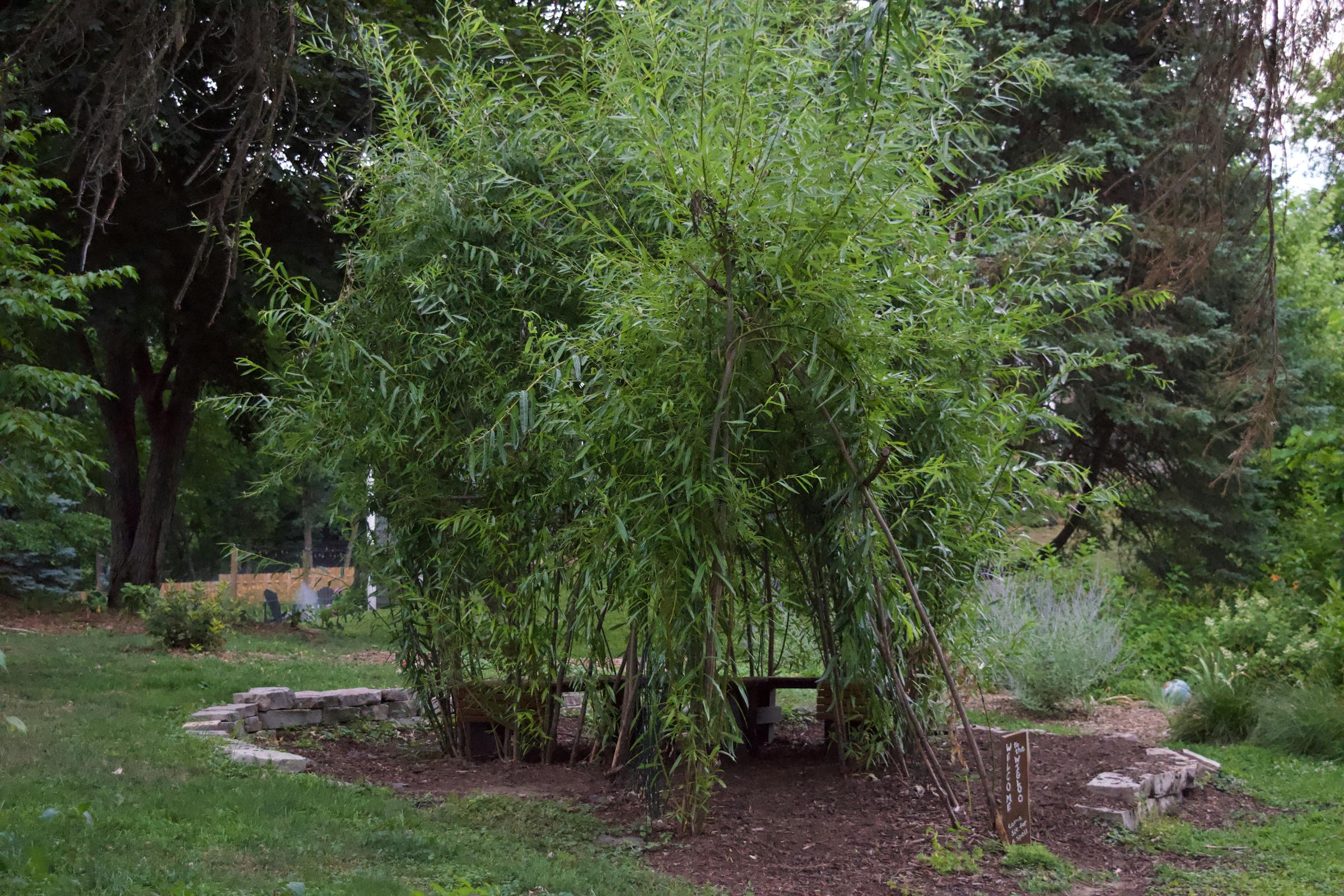 Minnetonka homeowner turns willow tree in her yard into 'secret room'