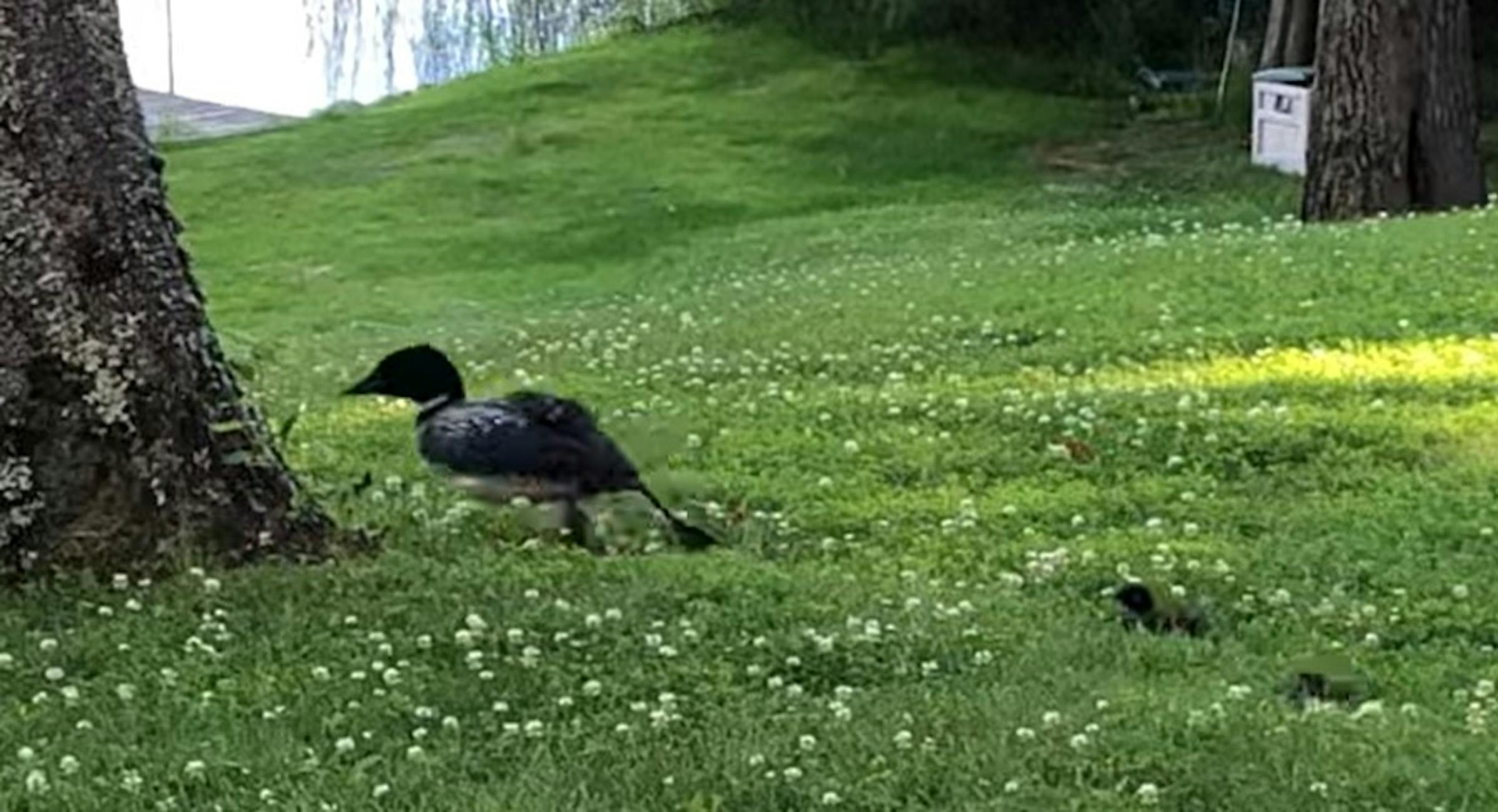 Minnesota loon family lights up social media with hopping journey to lake