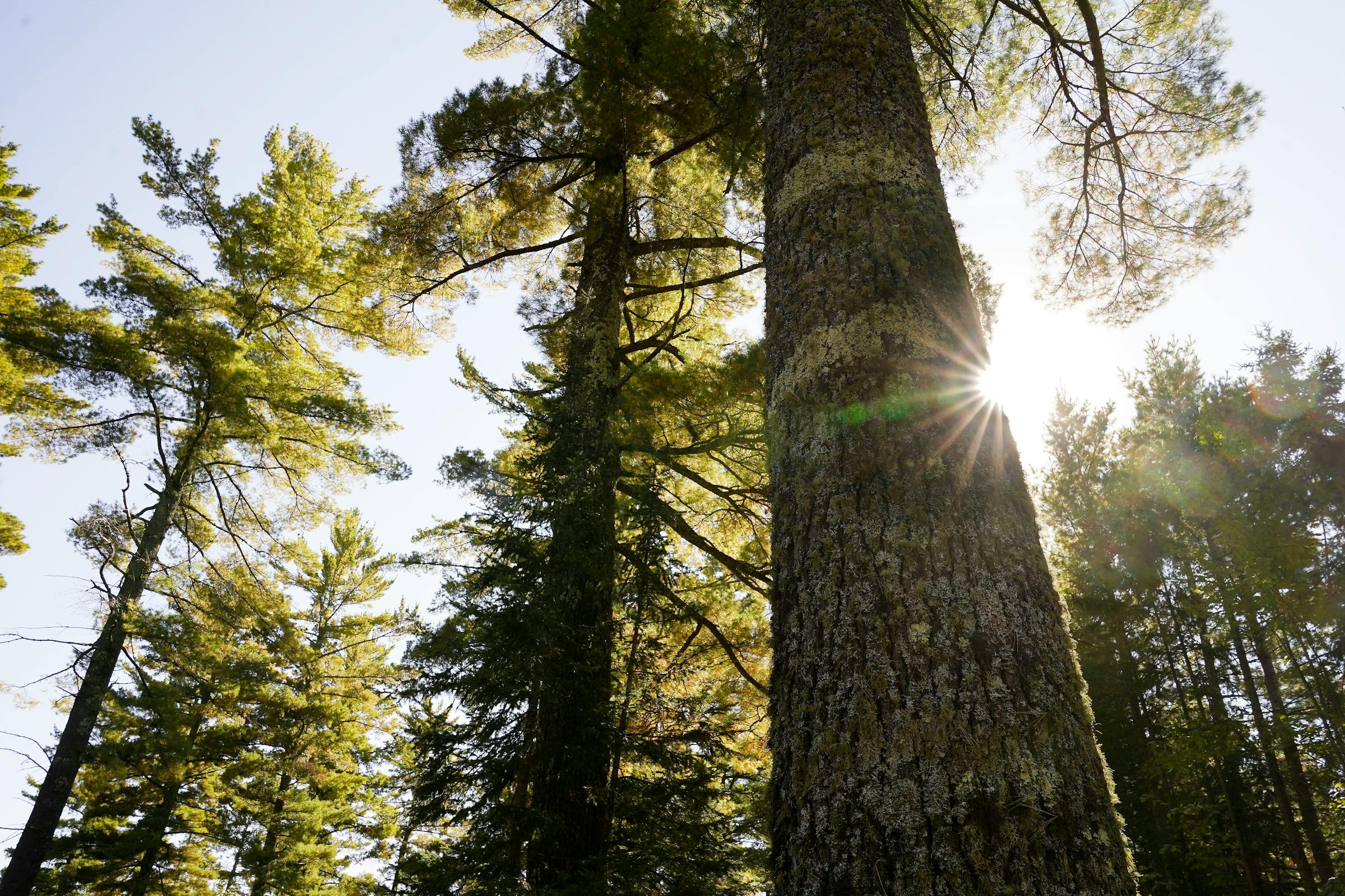 Minnesota’s School Trust lands help fund public education. Climate ...