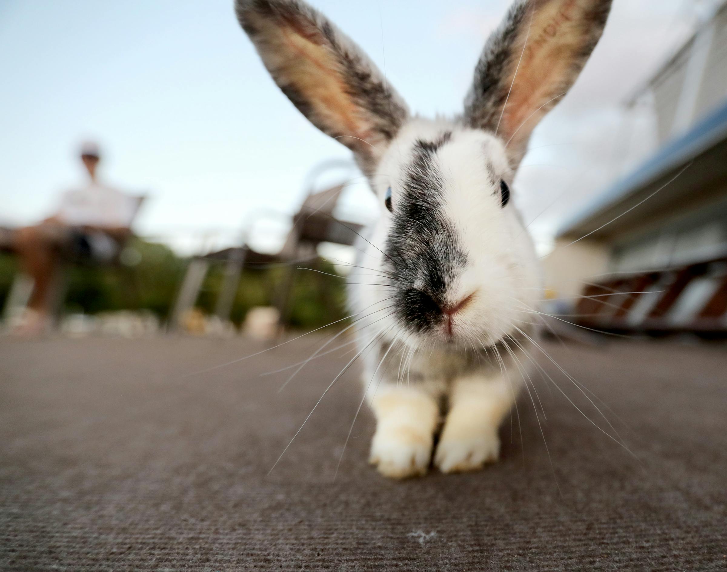 Rabbit rescue president faces felonies after authorities find 47 dead ...