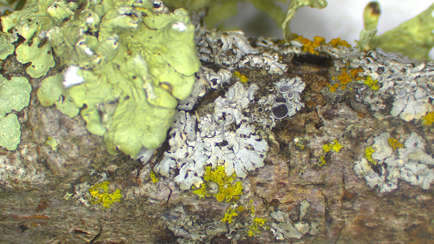 University of Minnesota researcher digs into hidden world of lichen to ...